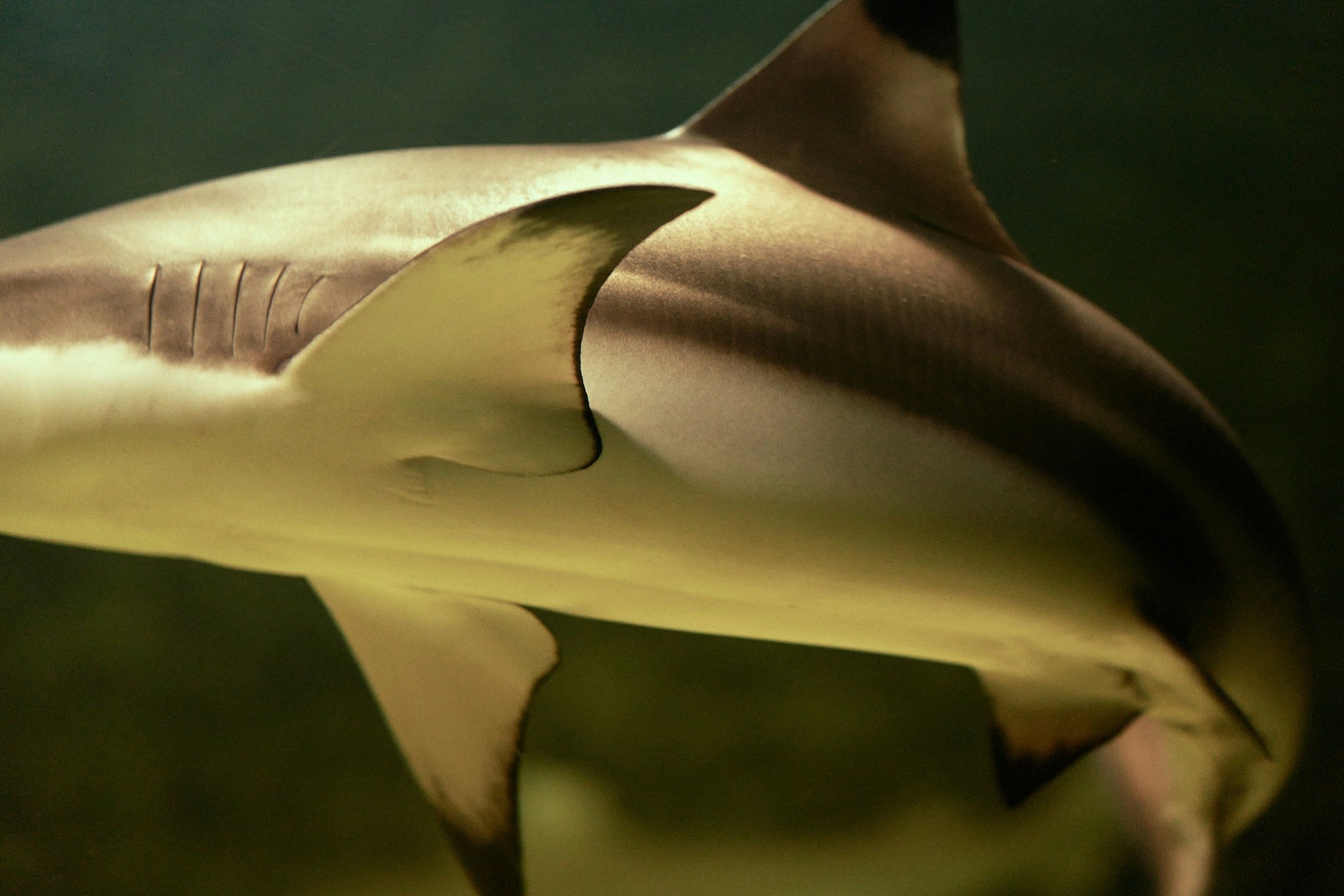 A close up of a shark with a blurry background photo – Free Sea life ...