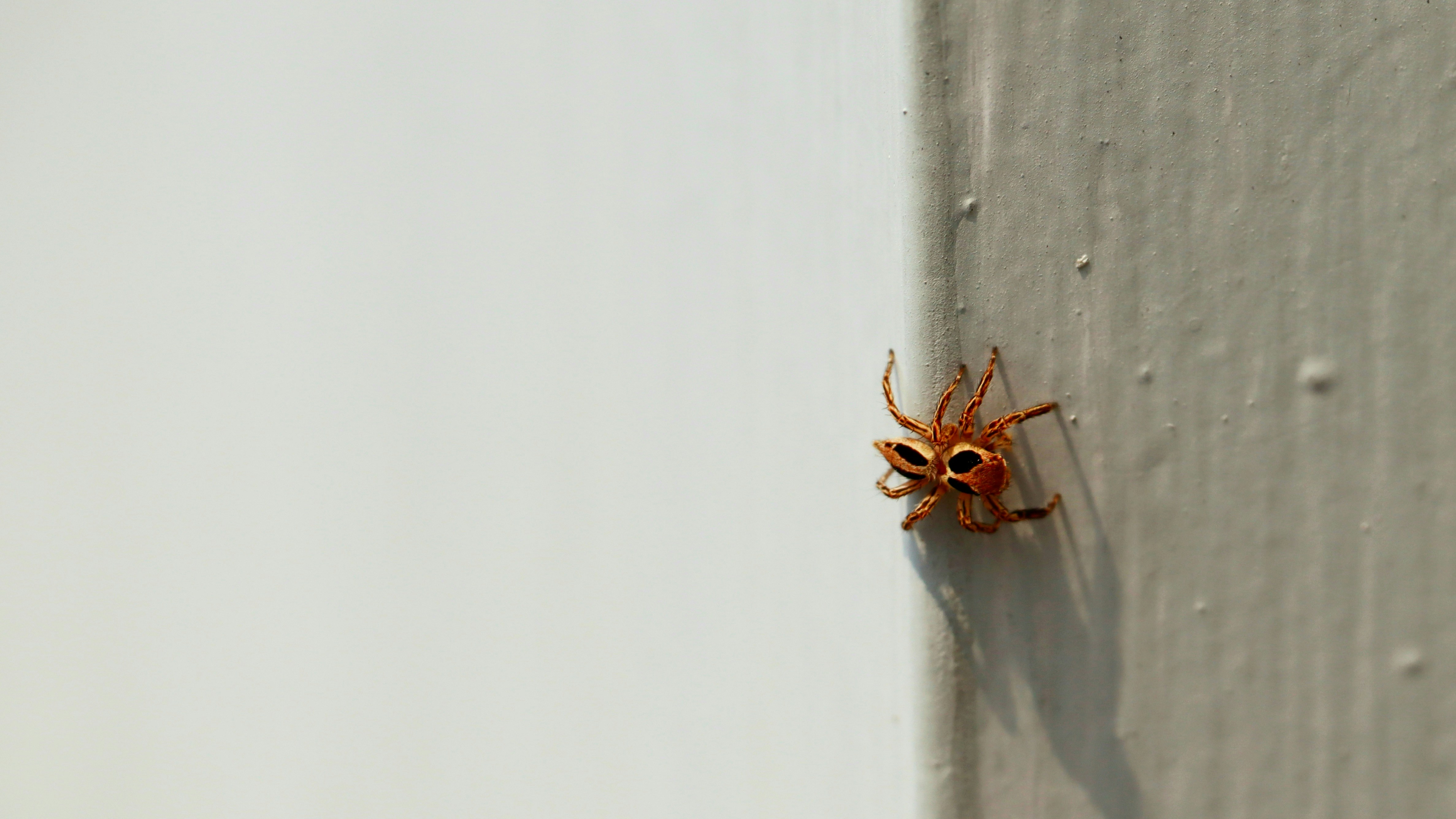 A spider crawling on the side of a wall photo – Free Animal Image on ...