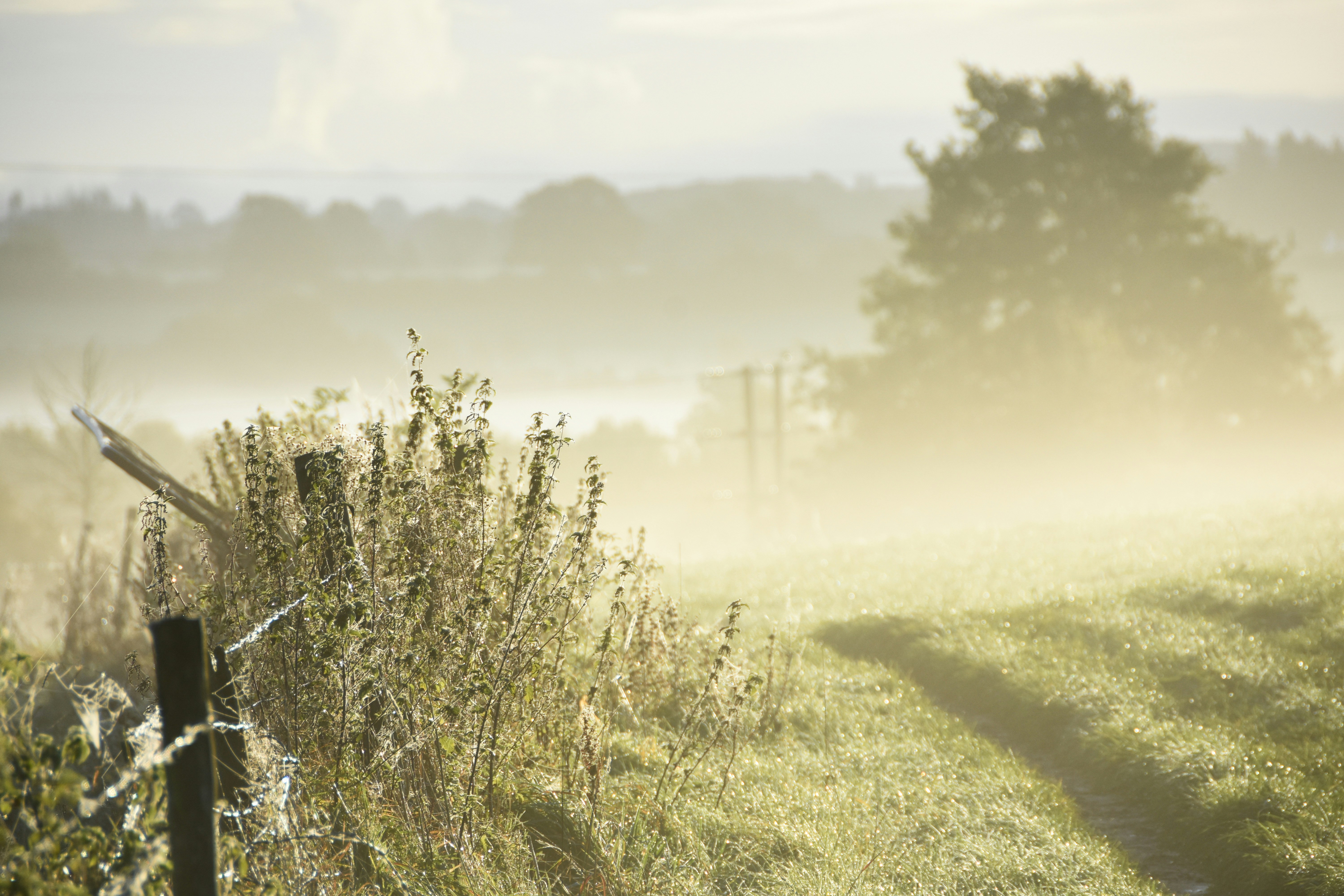 Dawn Mist Along a Weathered Fence: A Quiet Rural Path