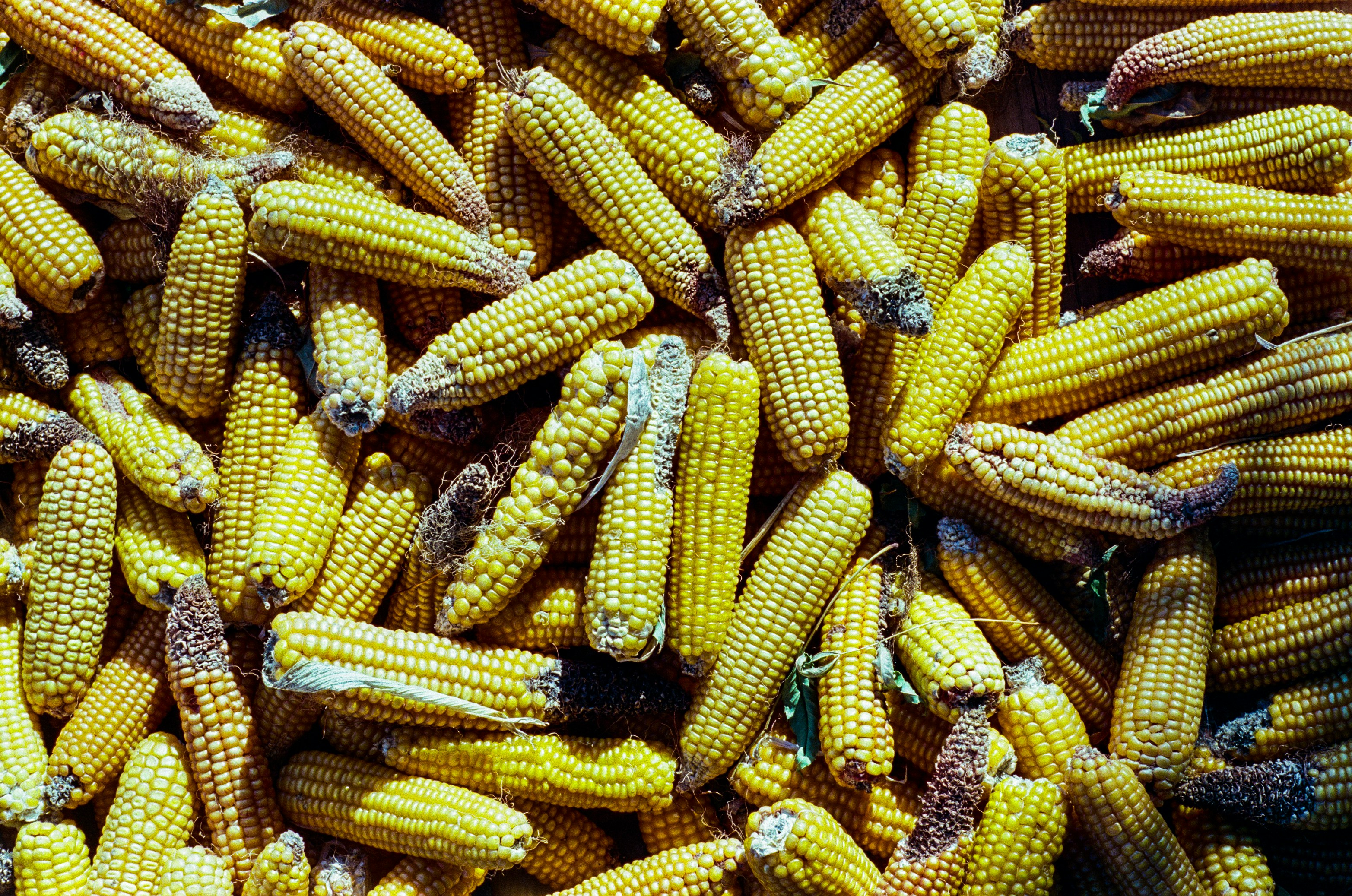 A bunch of corn is laying on the ground photo – Free Wallpaper Image on ...