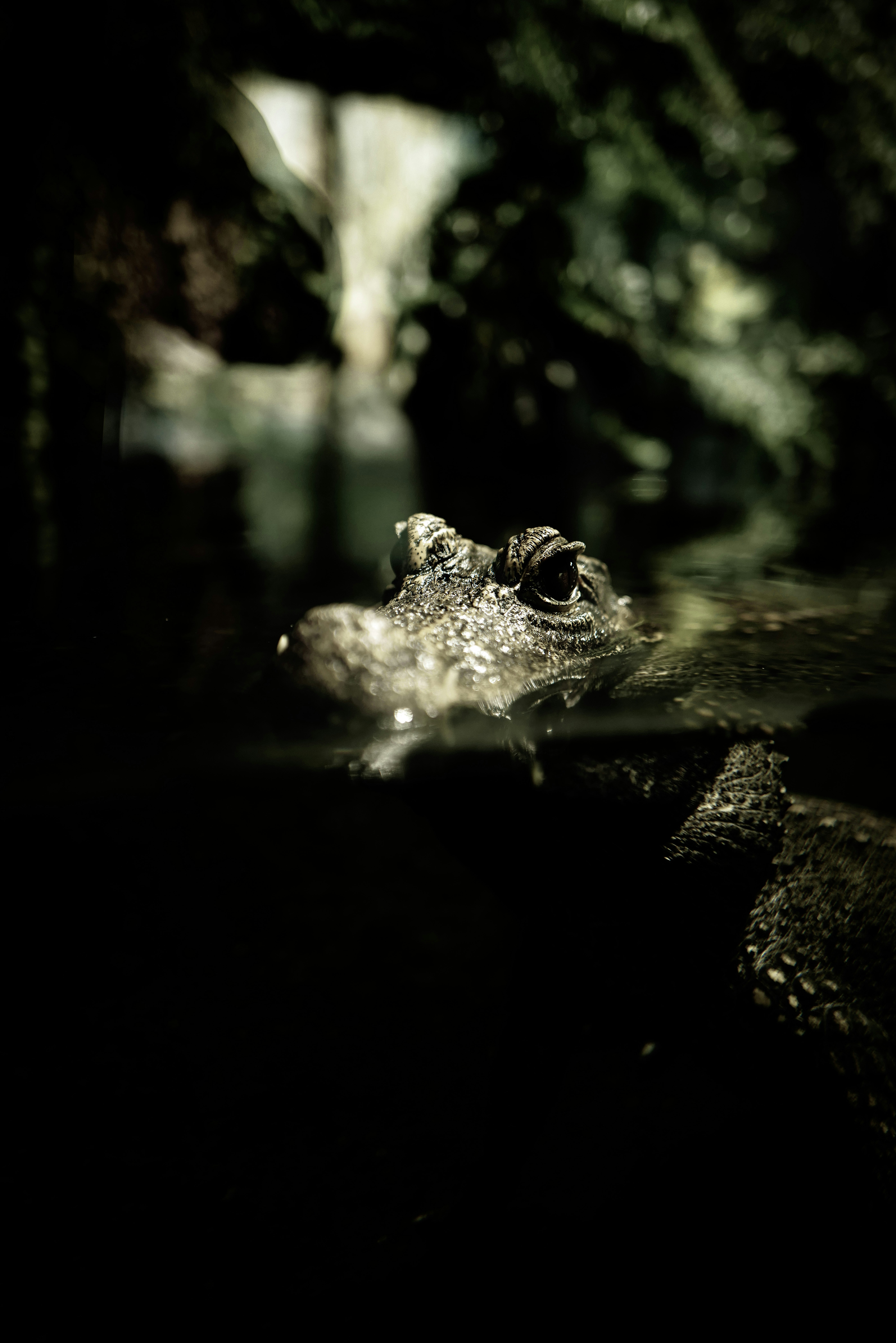 Glimpse of the Hunter: Crocodile Eye in Dim Water