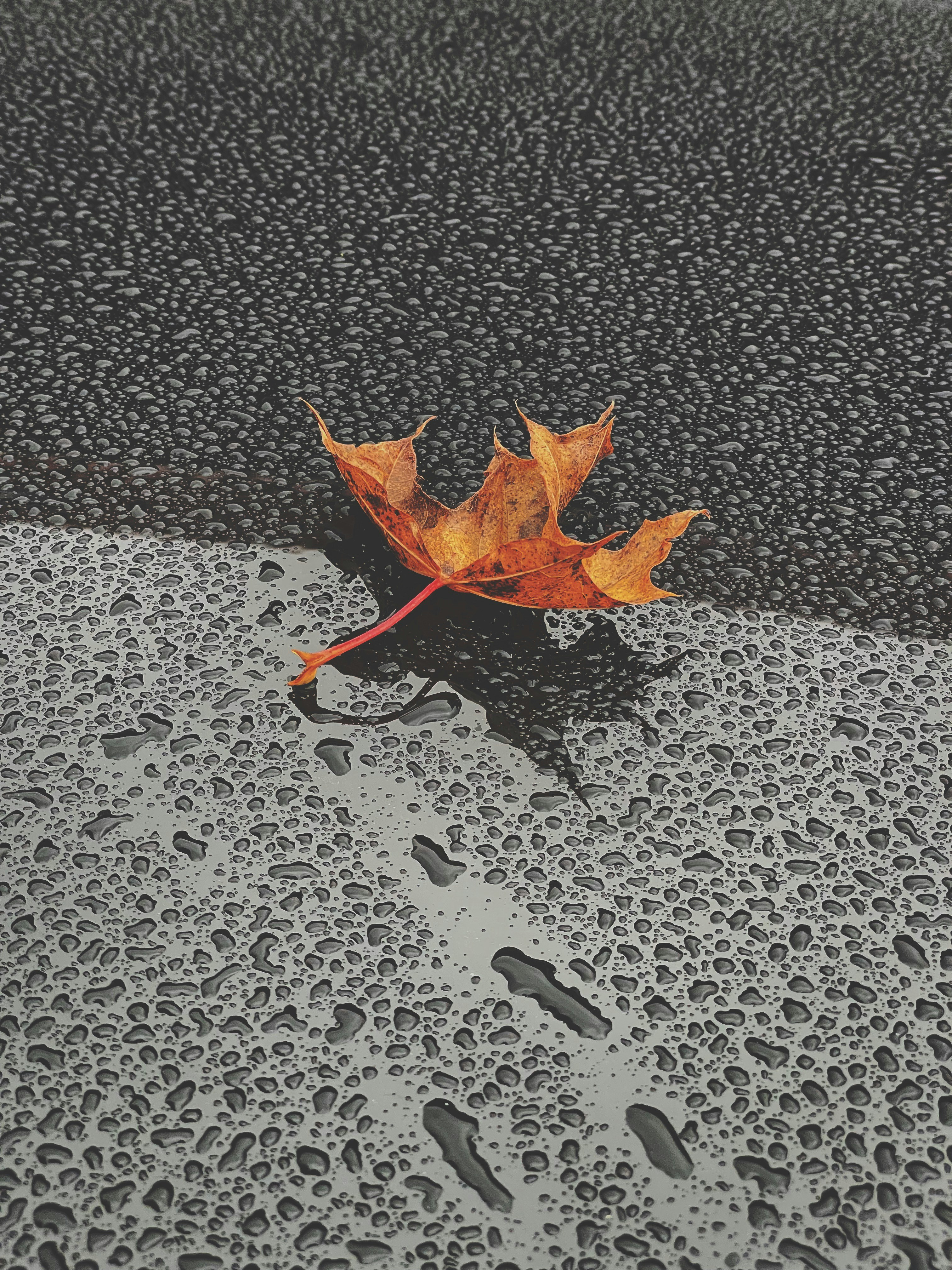 Autumn Ember on a Rain-Slick Pavement