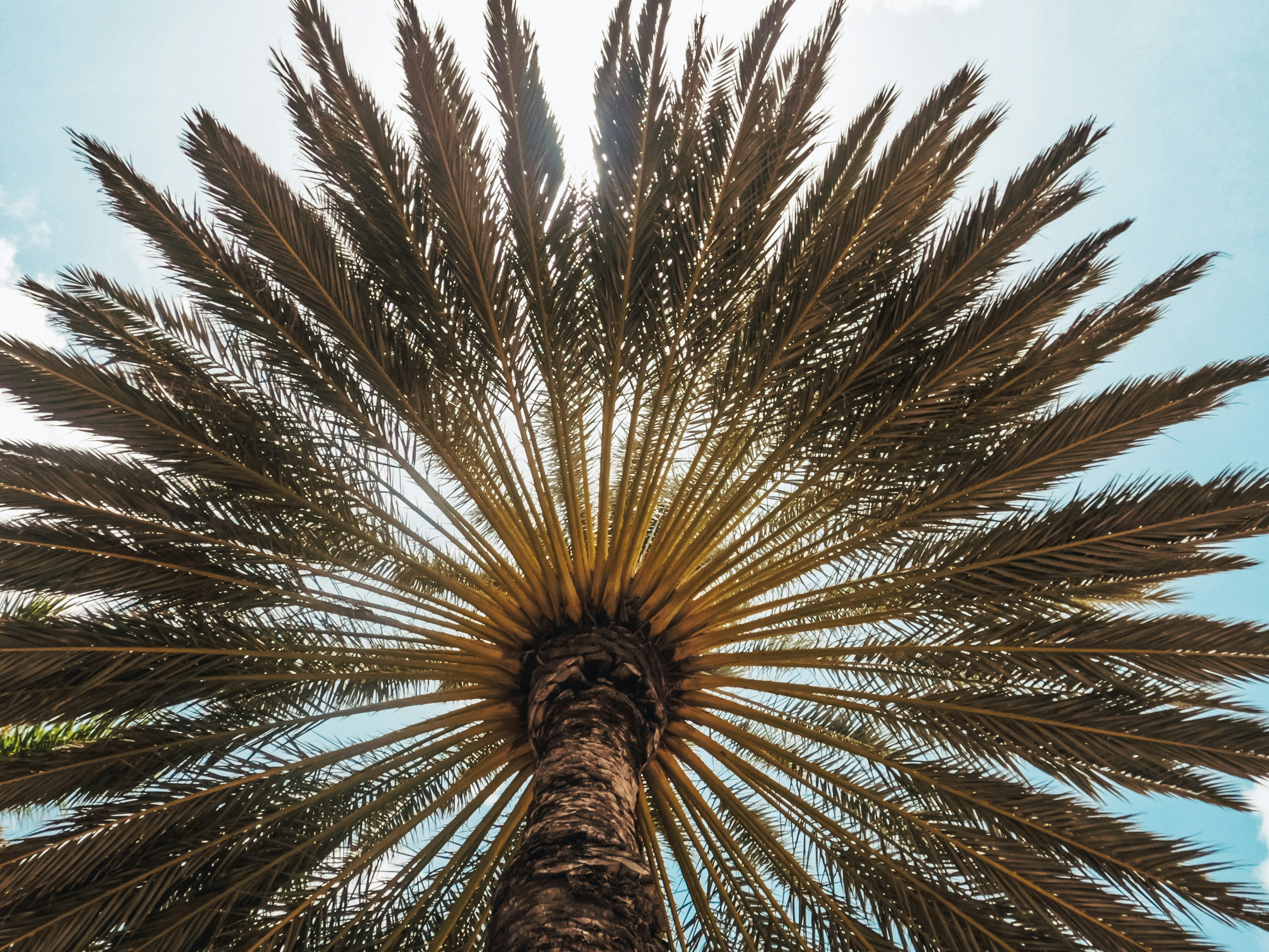 A palm tree viewed from below, showcasing its expansive fronds against a bright sky. The intricate pattern of the leaves creates a natural umbrella effect.