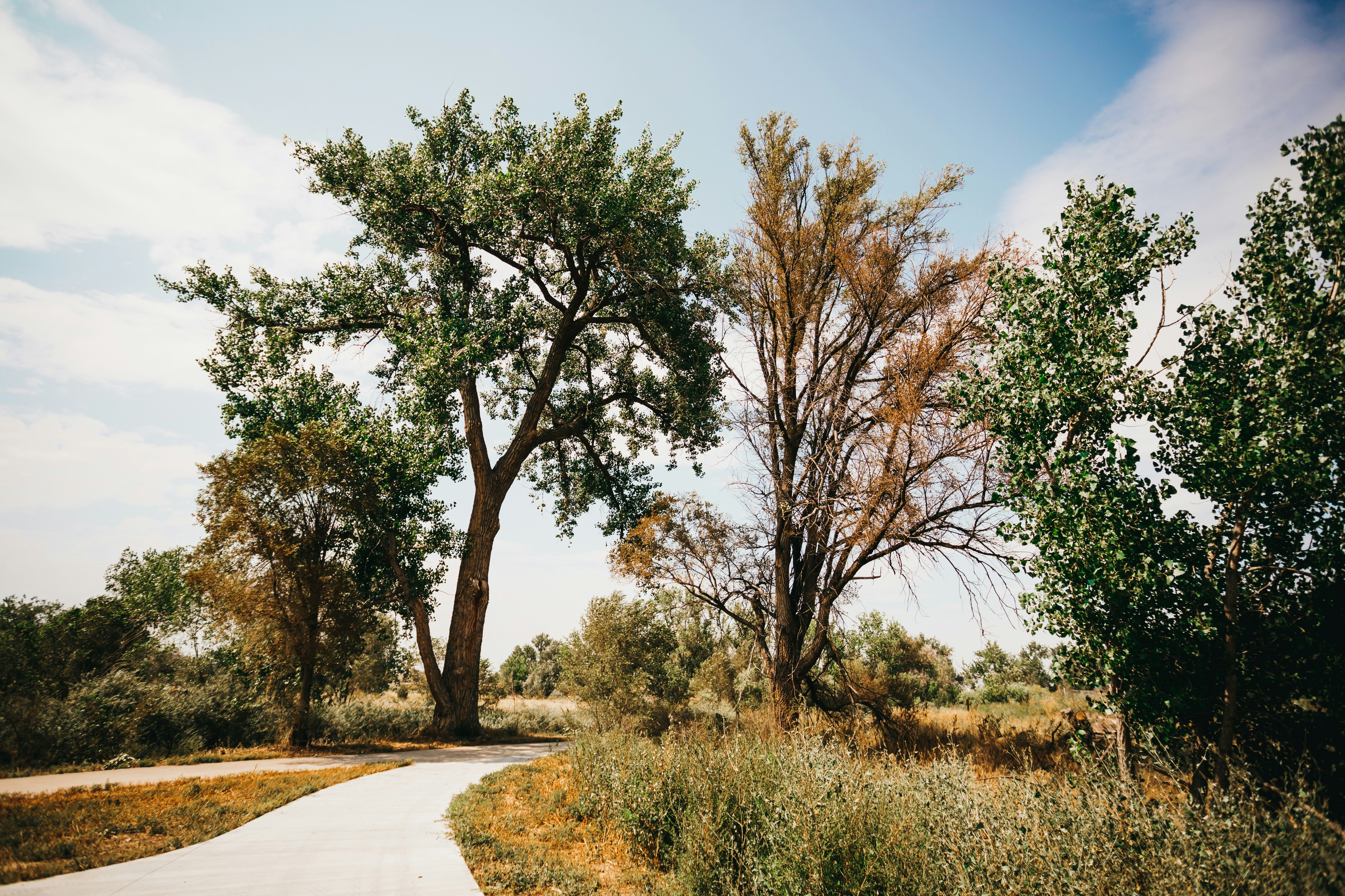A path between two trees in a grassy area photo – Free Path Image on ...