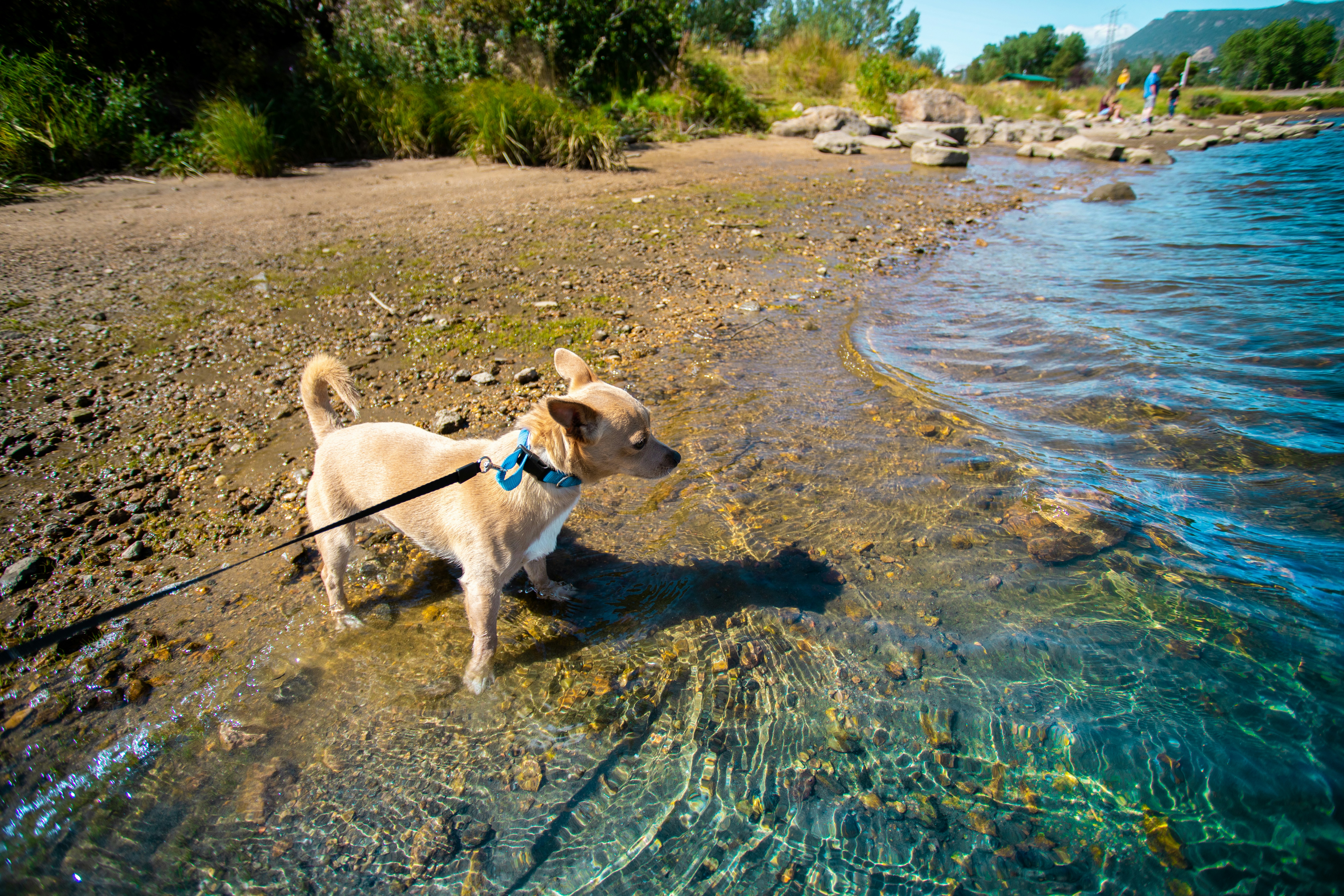 Leashed Pup at the Crystal Shore