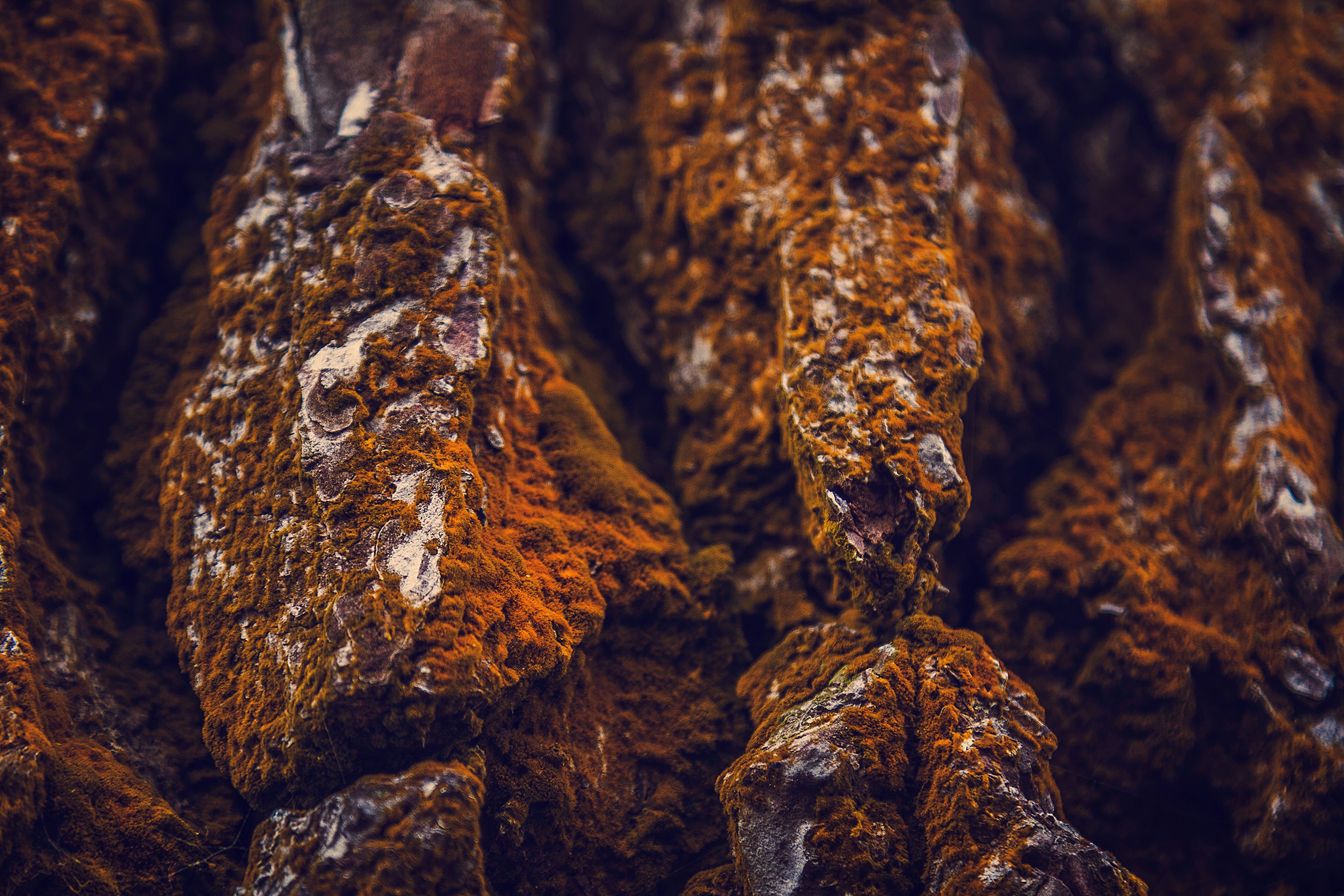 a group of rocks covered in lichen and moss