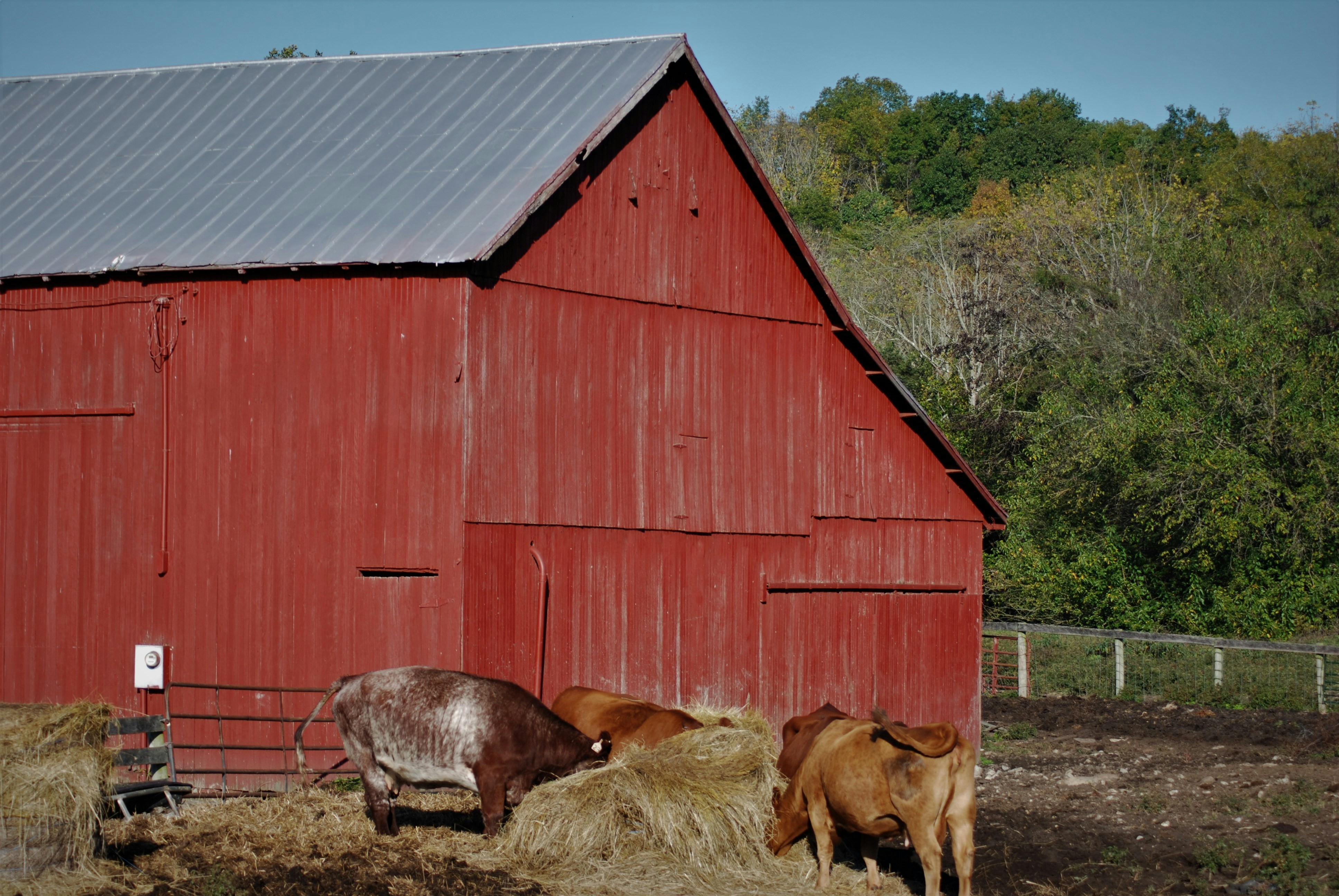 Red Barn Harvest Morning: Cows, Hay, and a Sunlit Farmyard Scene