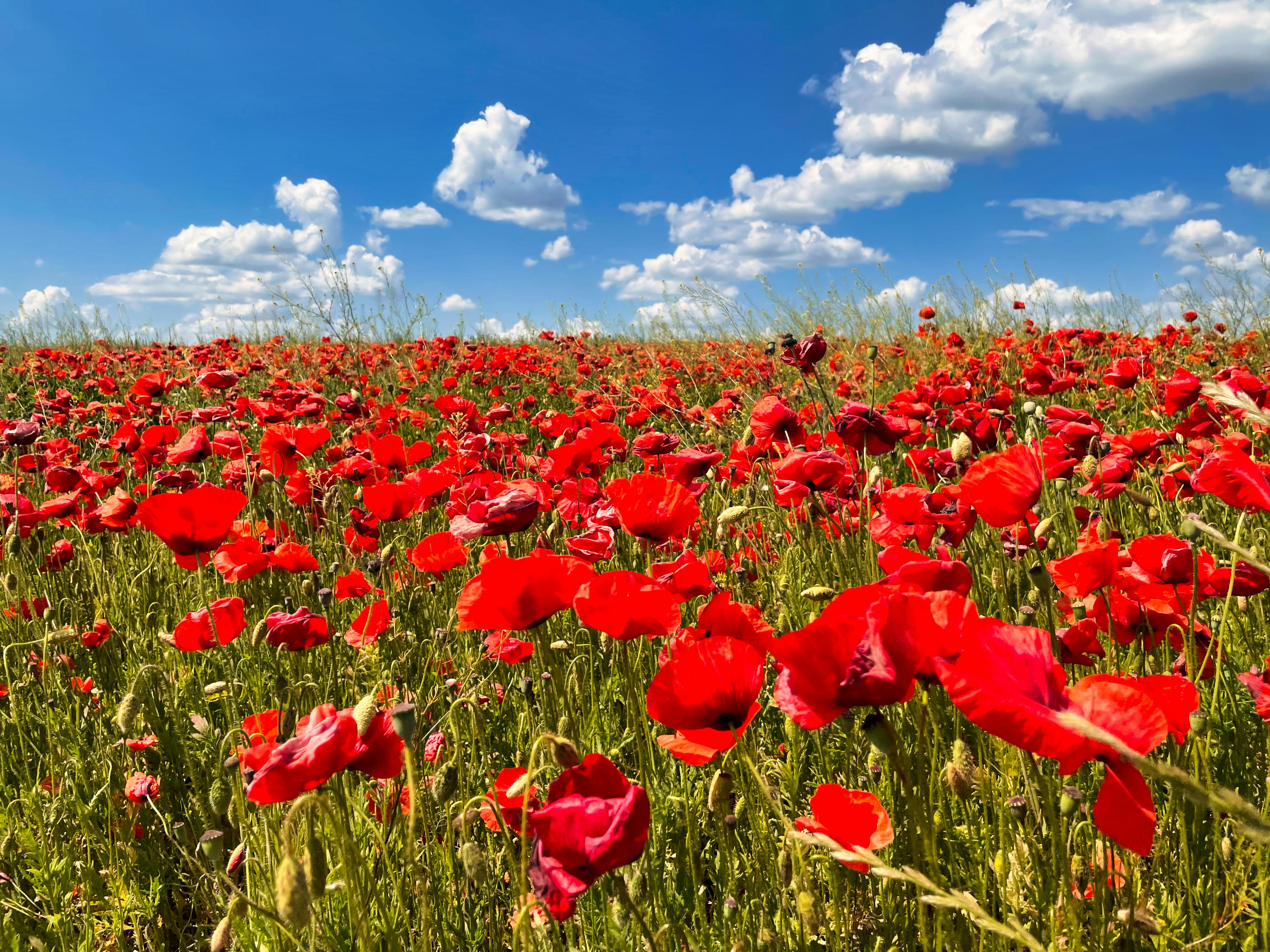 A field full of red flowers under a blue sky photo – Free Mac Image on ...