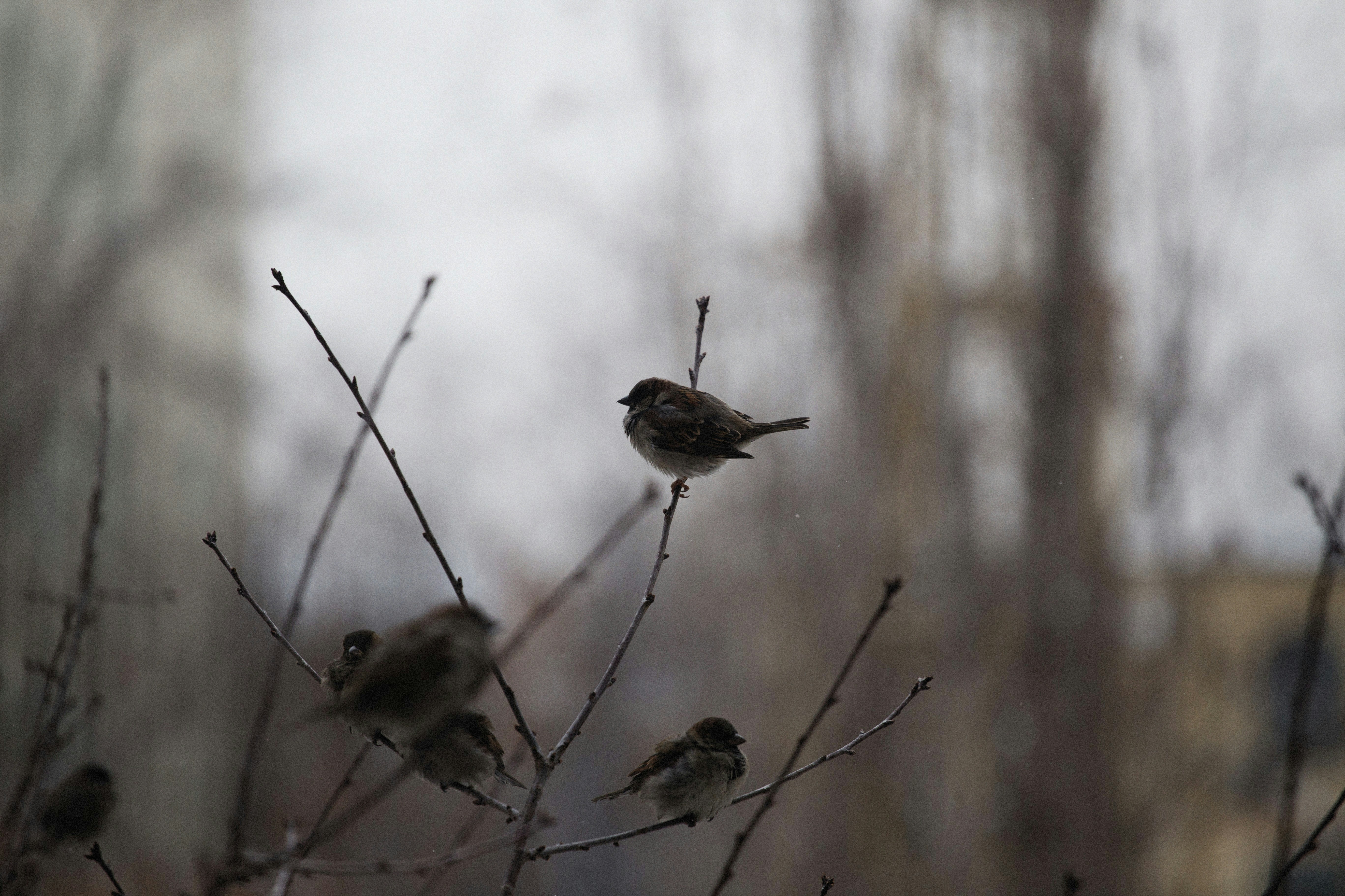 a couple of small birds sitting on top of a tree branch