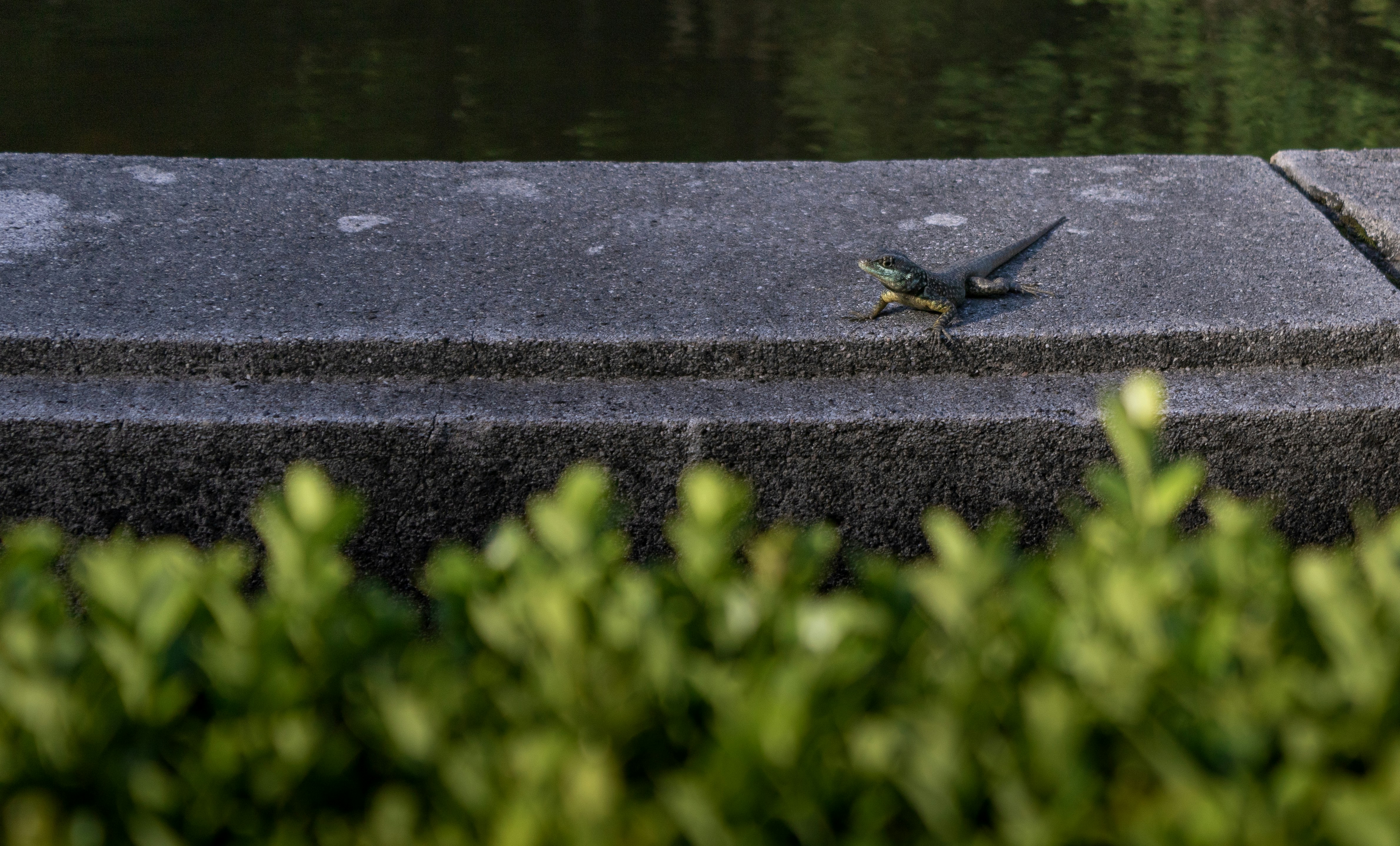 Lizard on a Sun-Warmed Concrete Ledge Over a Quiet Pond