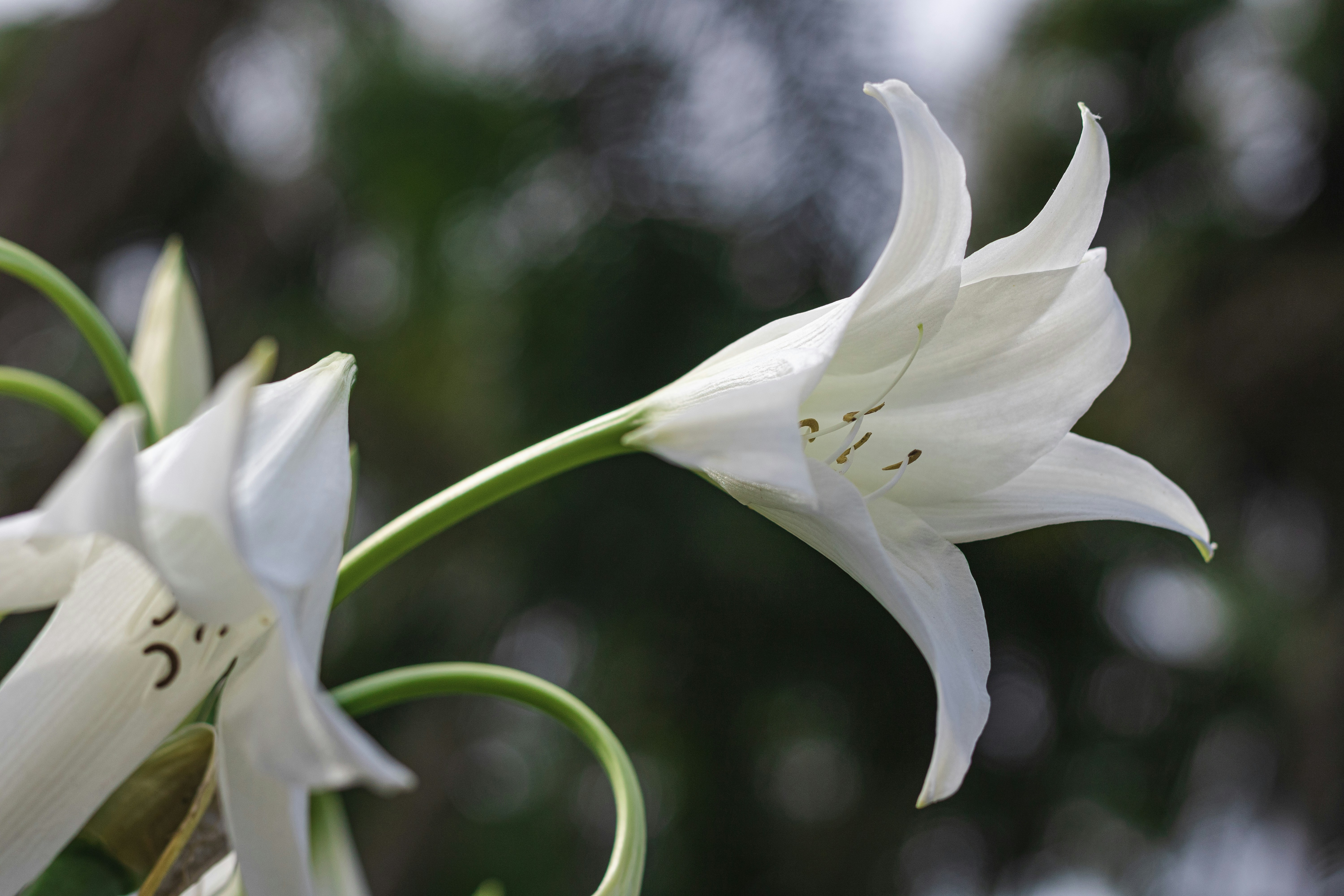 a close up of a white flower with a blurry background