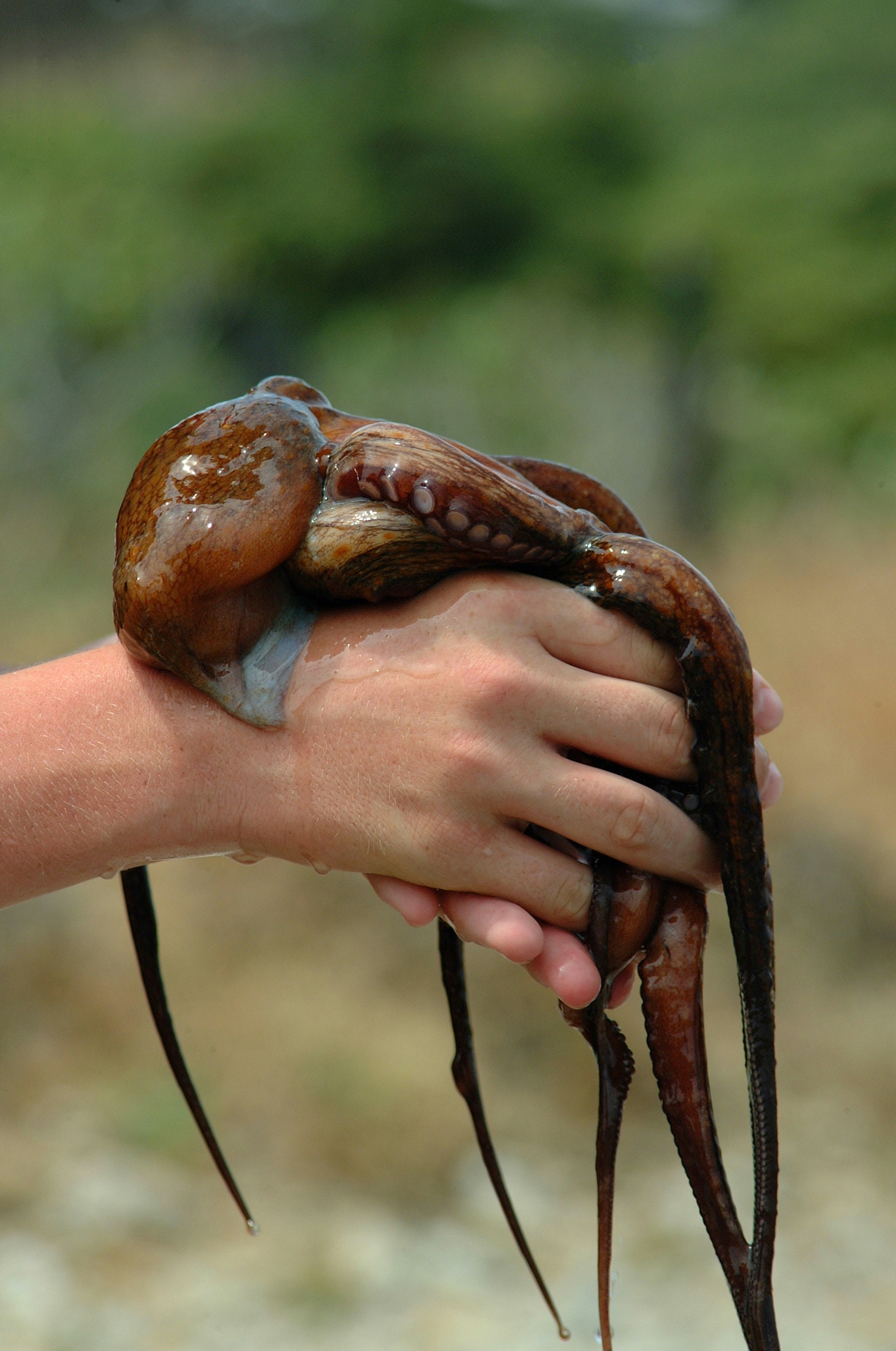 A person holding an octopus in their hand photo – Free El port de la ...