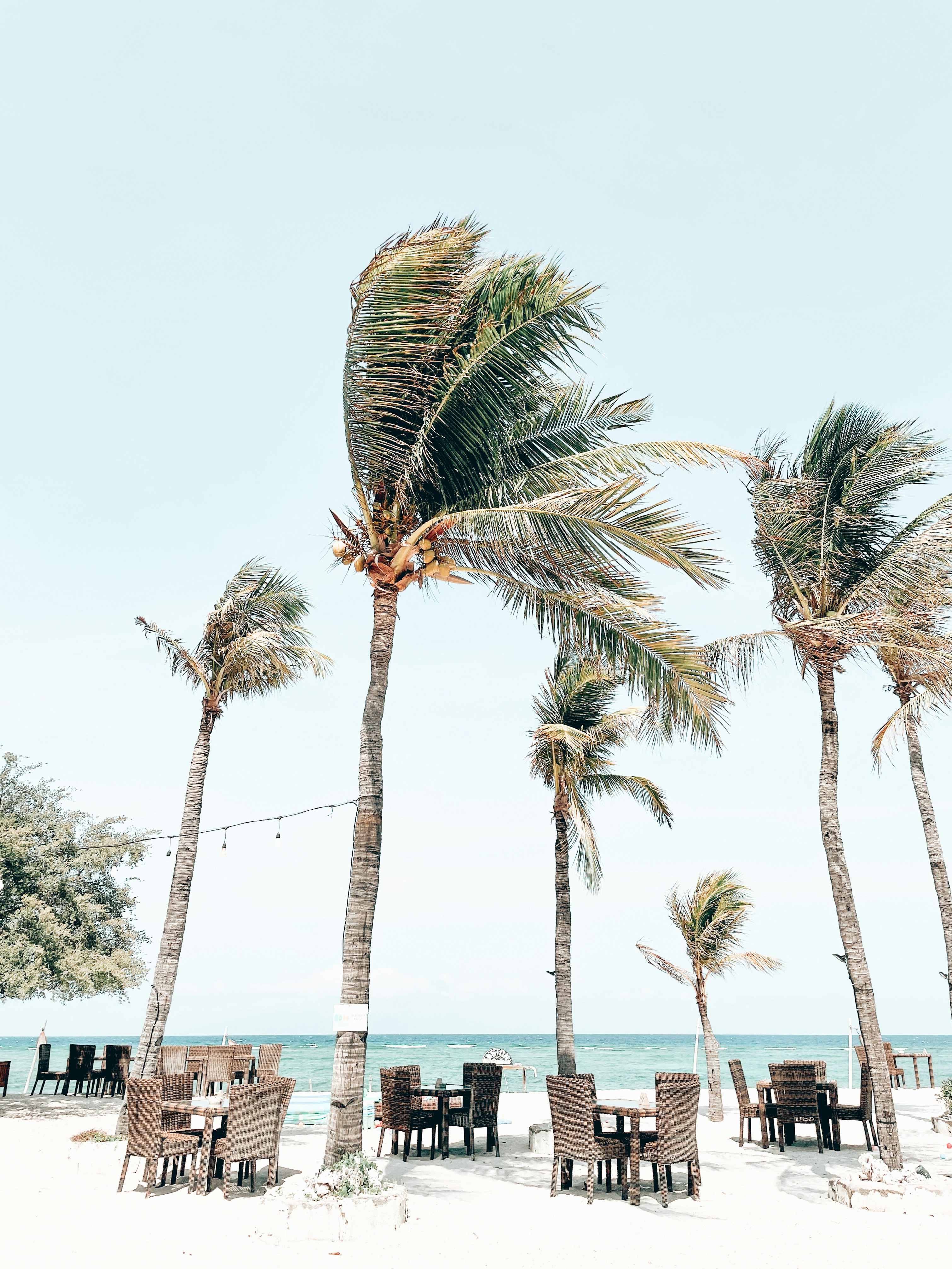 A bunch of palm trees on a beach photo – Free Building Image on Unsplash