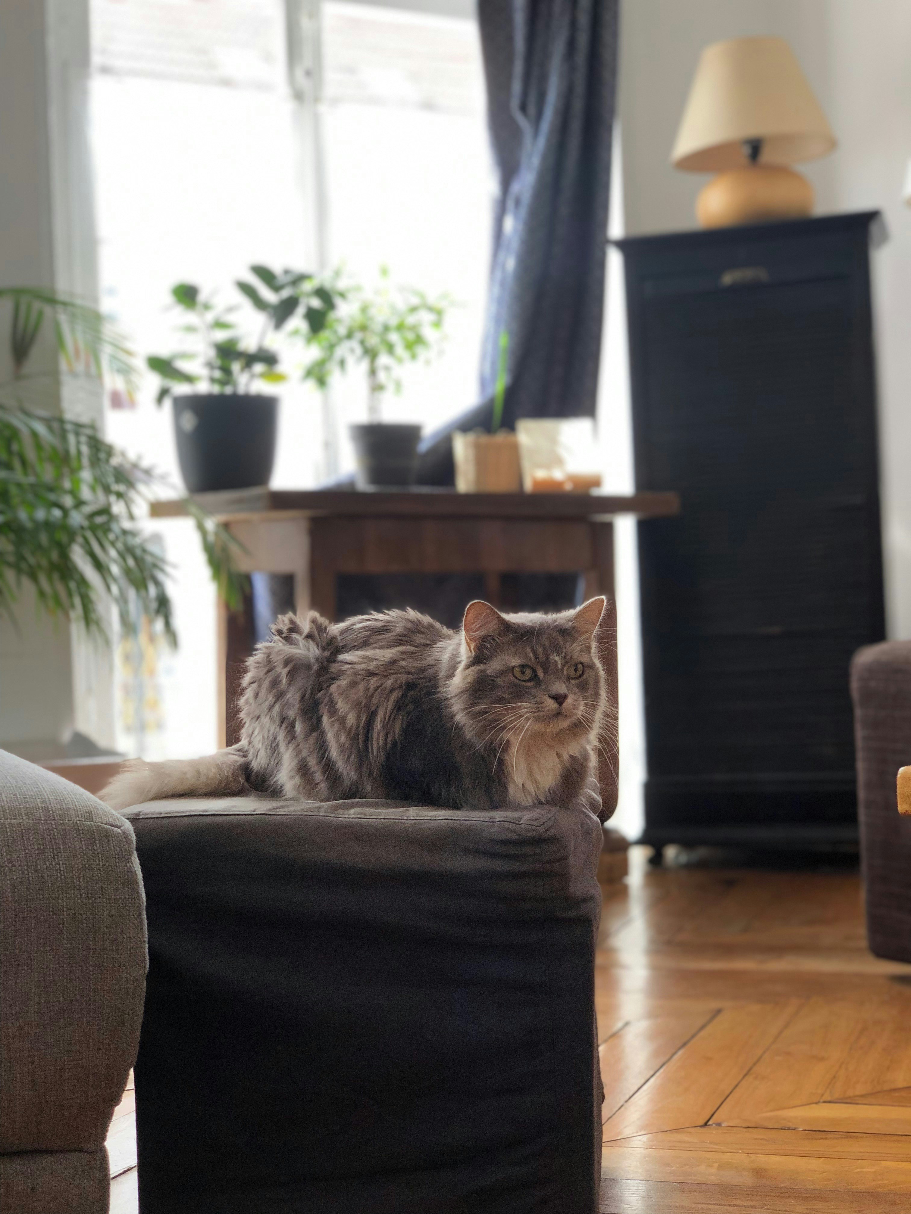 Fluffy cat lounging on a cushion in a cozy, sunlit living room with plants and wooden furniture.