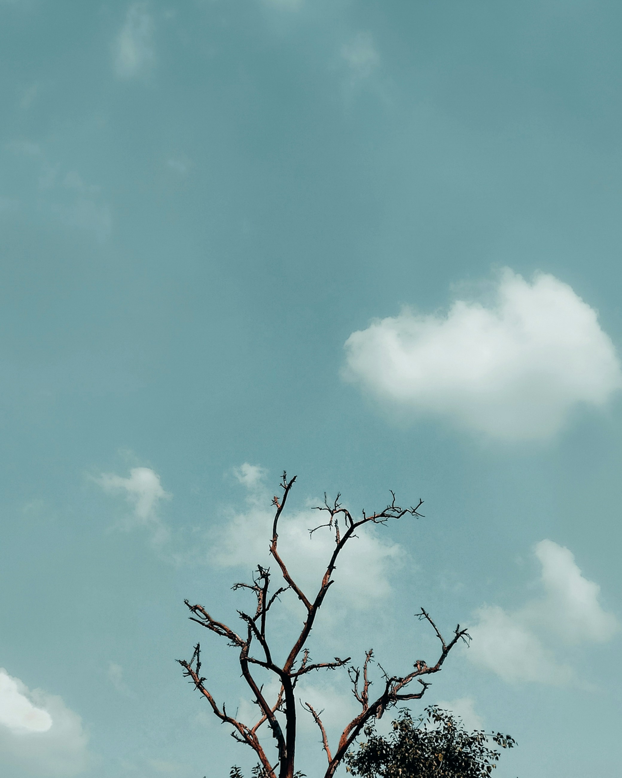A solitary, withered tree reaches toward a serene sky, framed by soft clouds, evoking a sense of tranquility and resilience.
