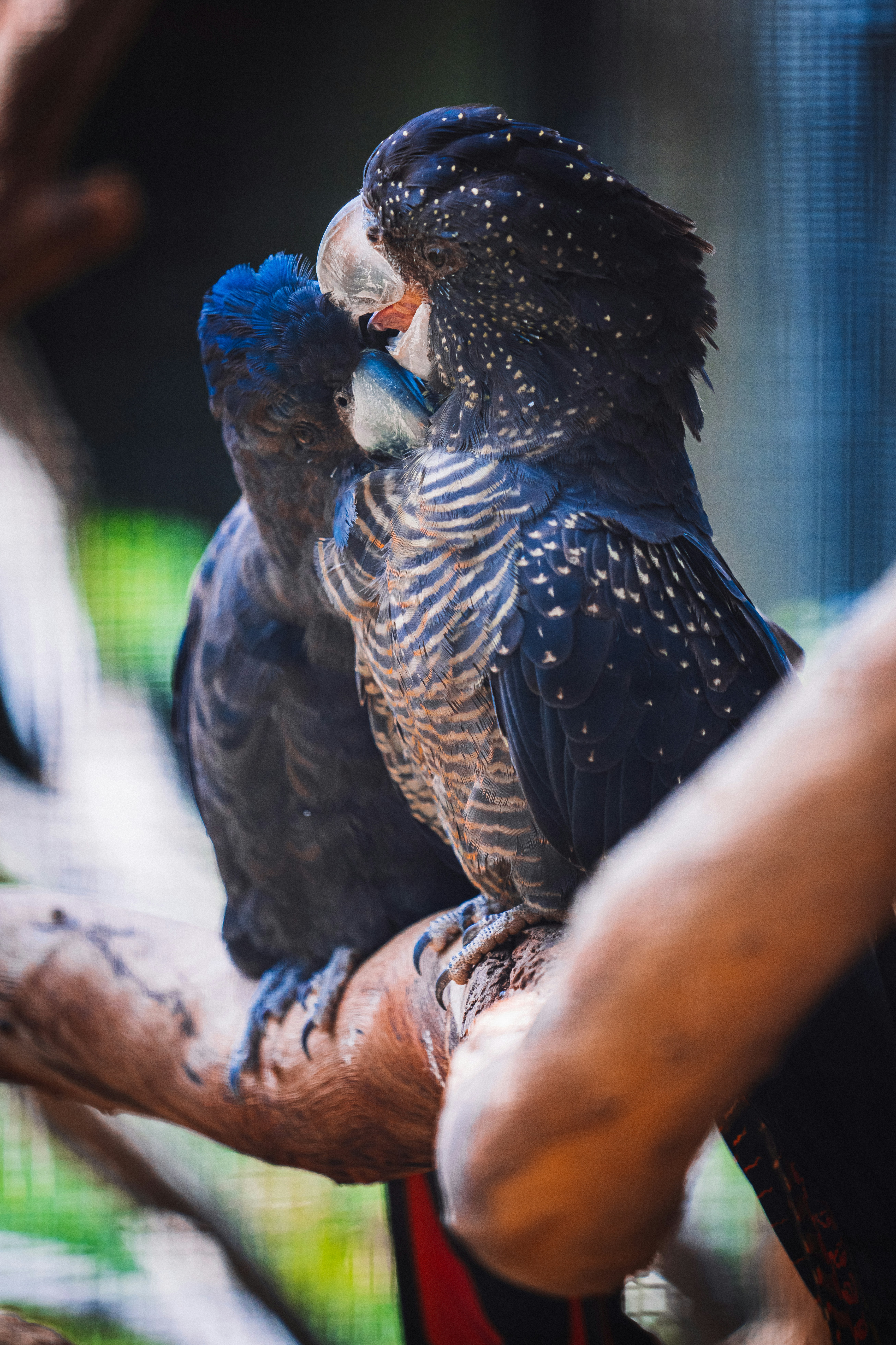 Cloistered Bond: Two Spotted Black Cockatoos Perched on a Forearm