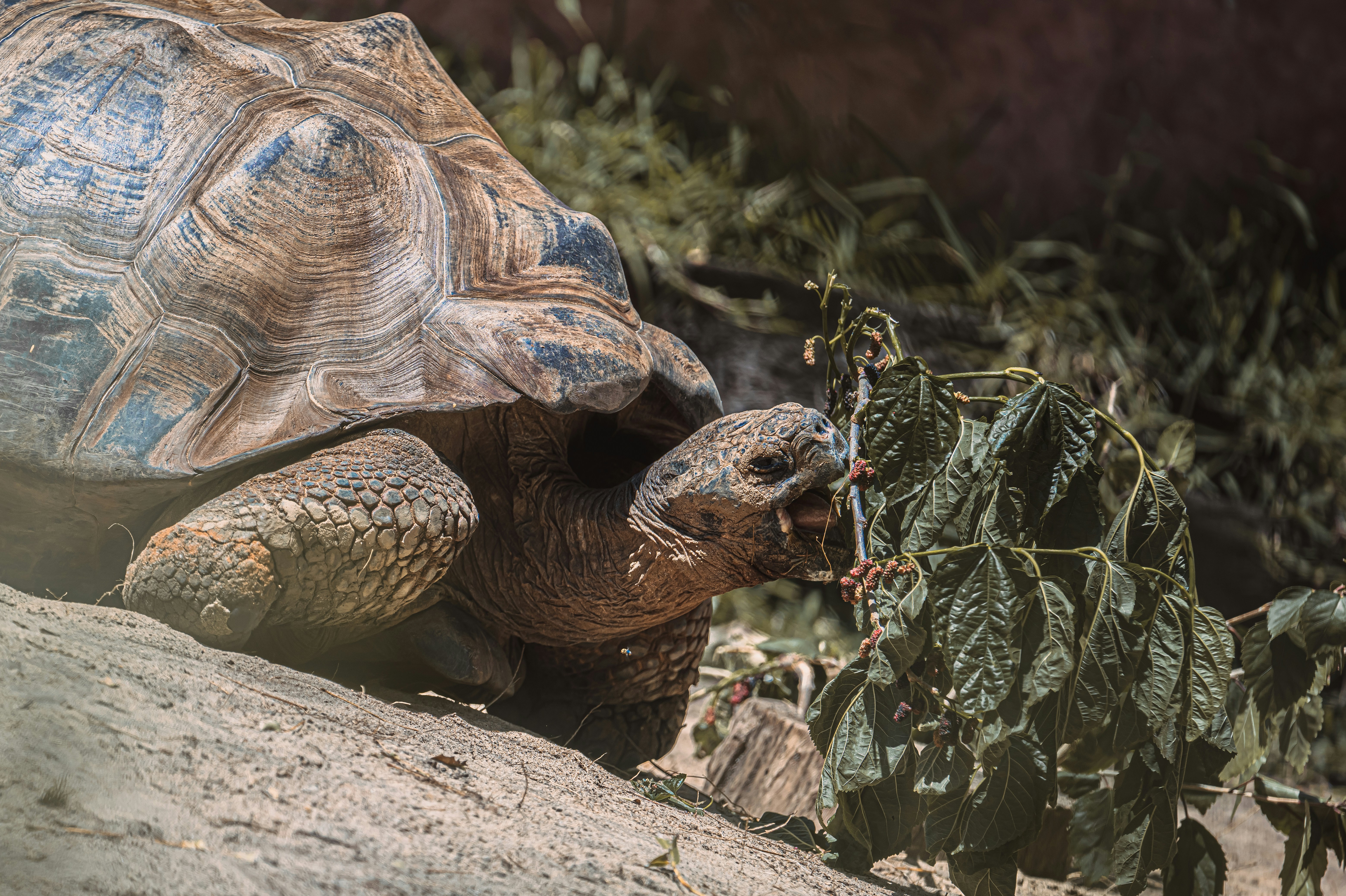 A large tortoise eating leaves off of a tree photo – Free Australia ...