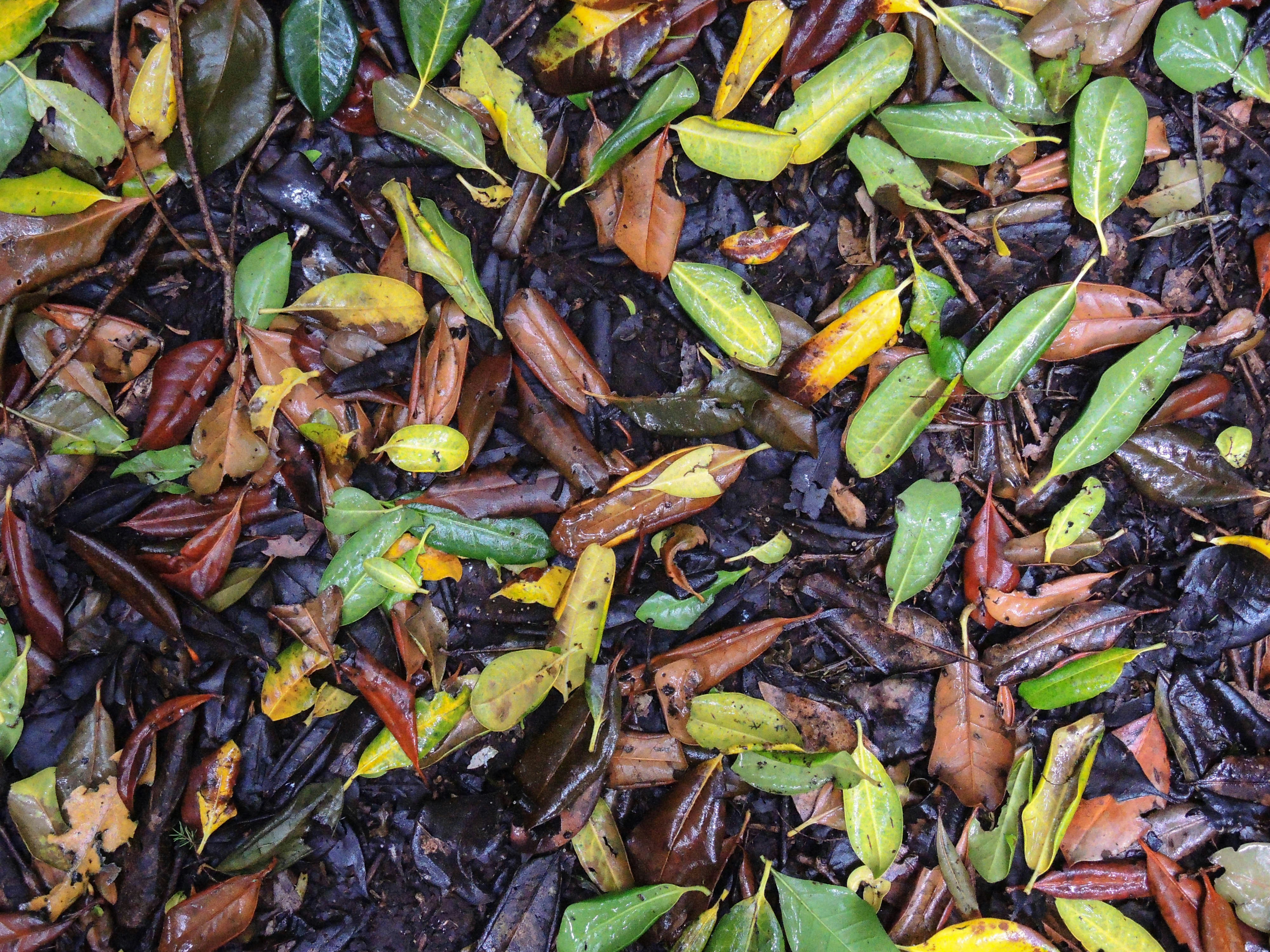 Varied fallen leaves in shades of green, yellow, and brown scattered across a forest floor.