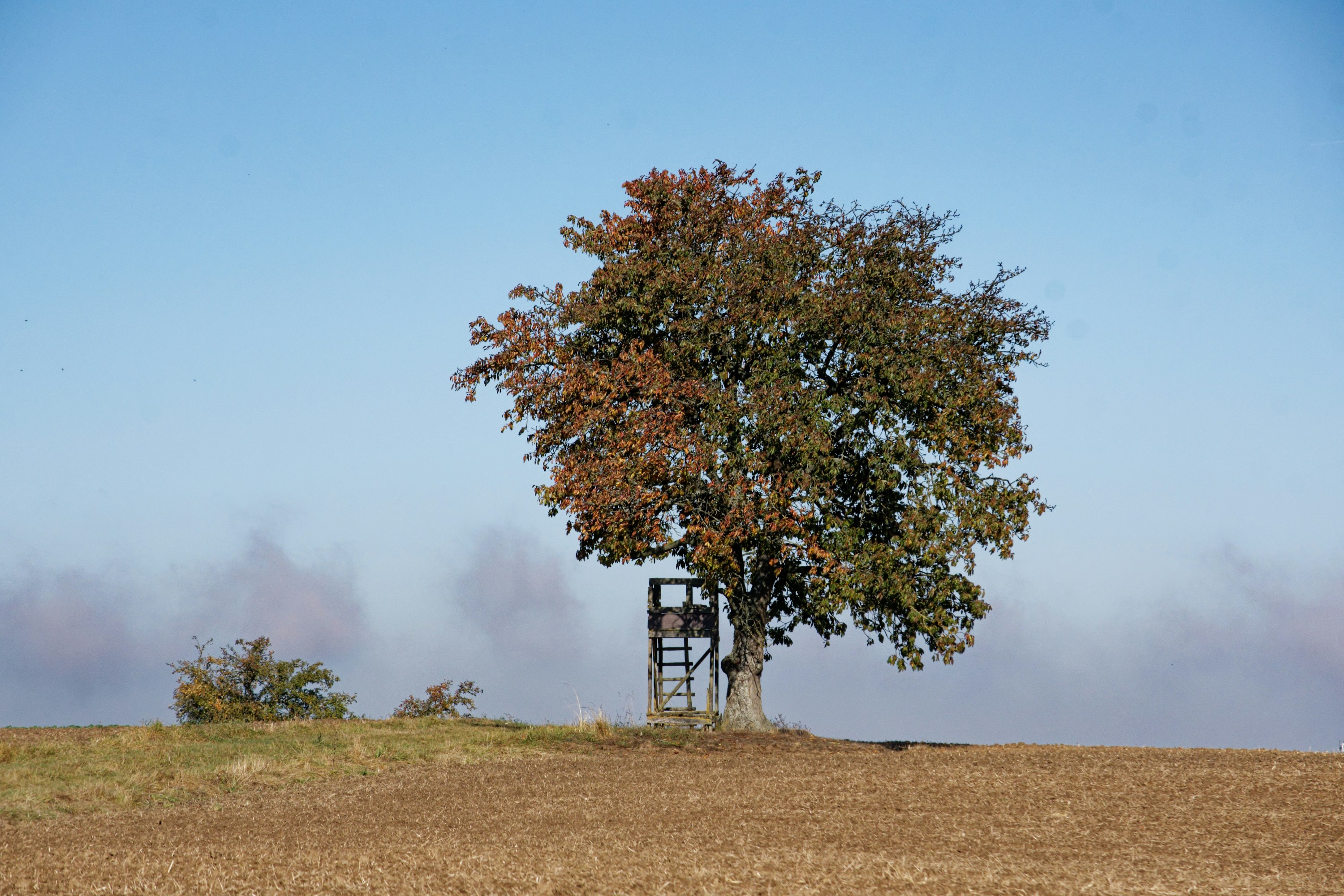 A solitary tree with autumn foliage stands beside a rustic watchtower on a gentle hill, set against a clear blue sky.