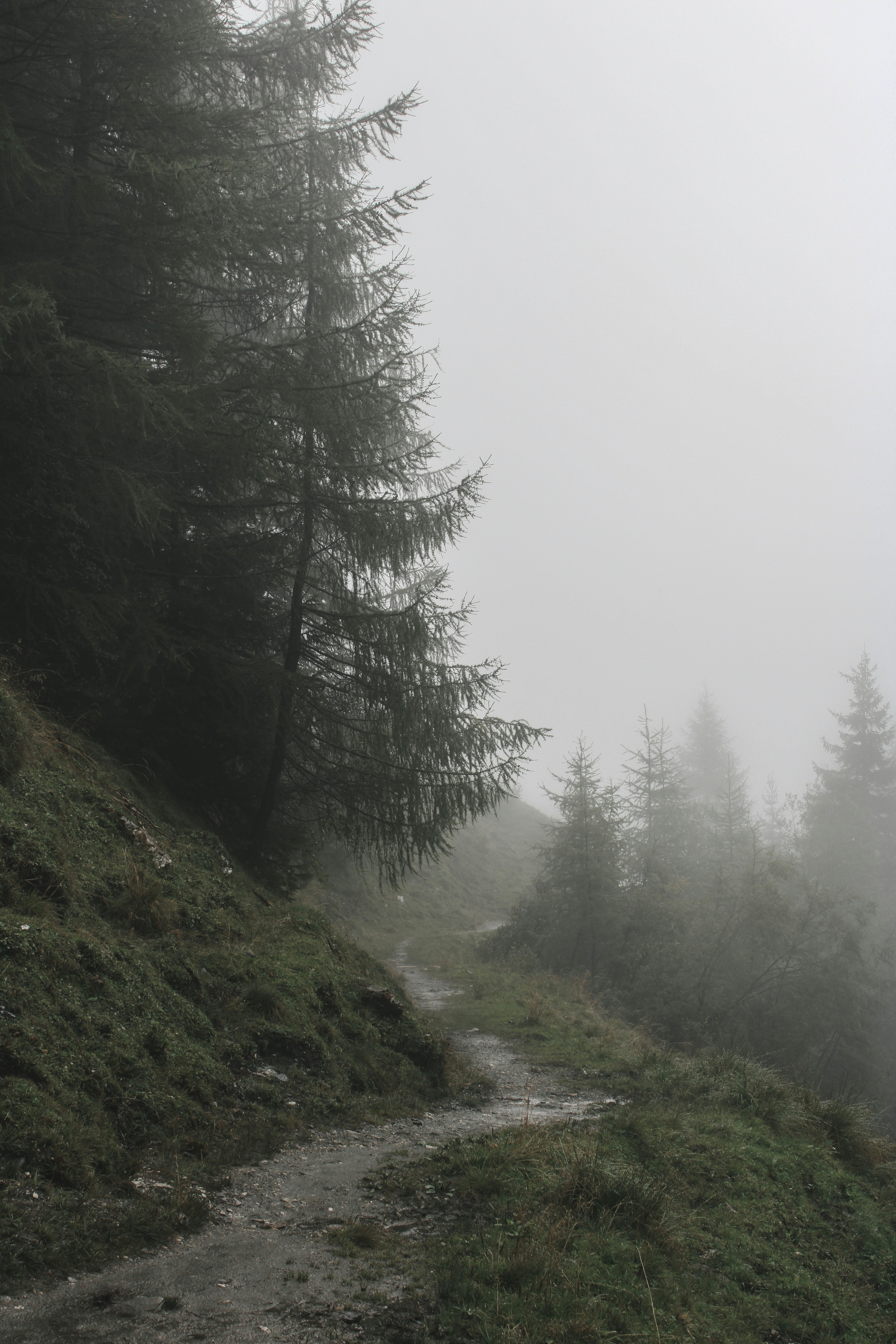 A foggy path in the middle of a forest photo – Free Zillertal Image on ...