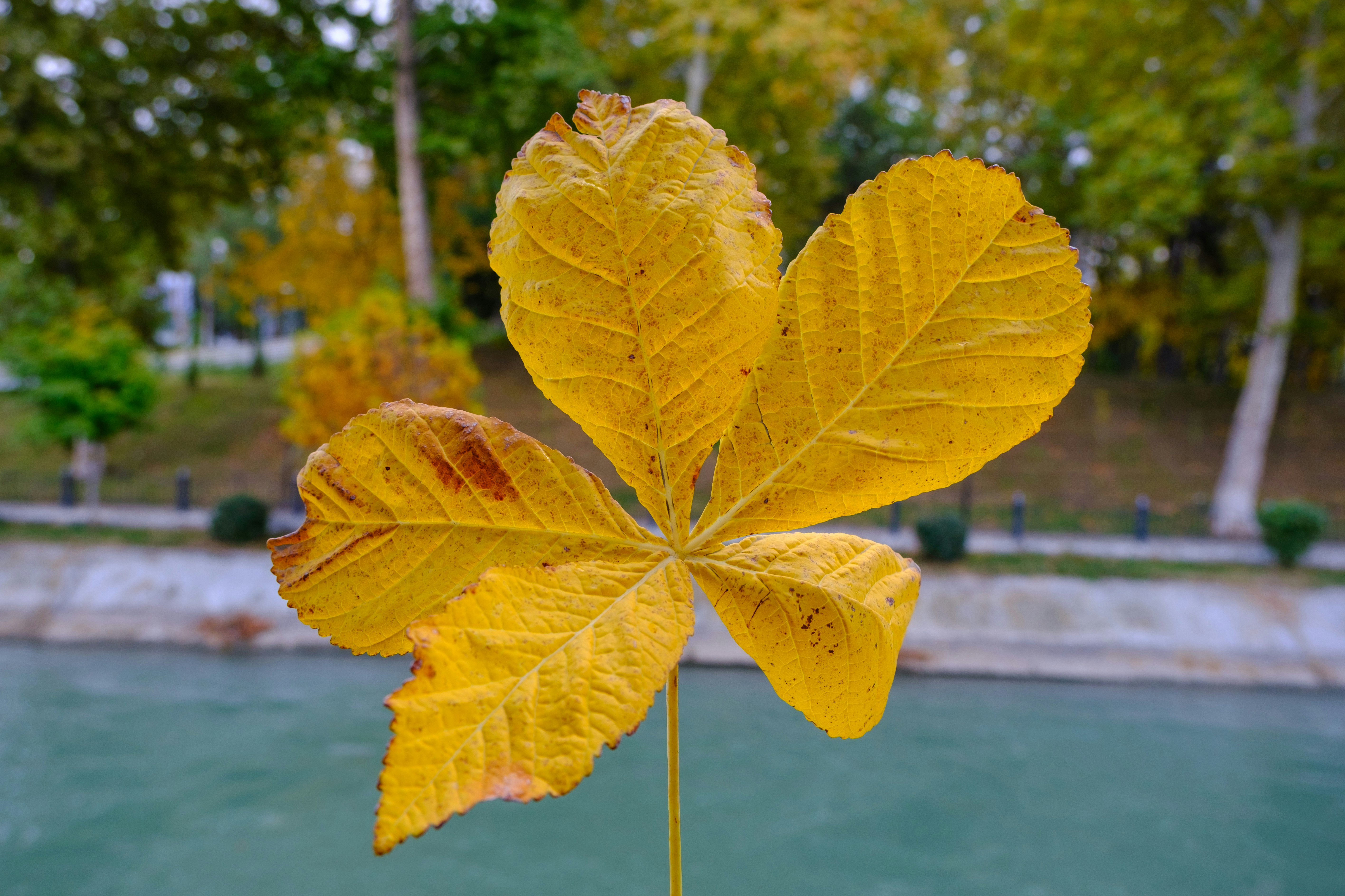 Autumn Gold Leaf Framed by Riverside Ripples