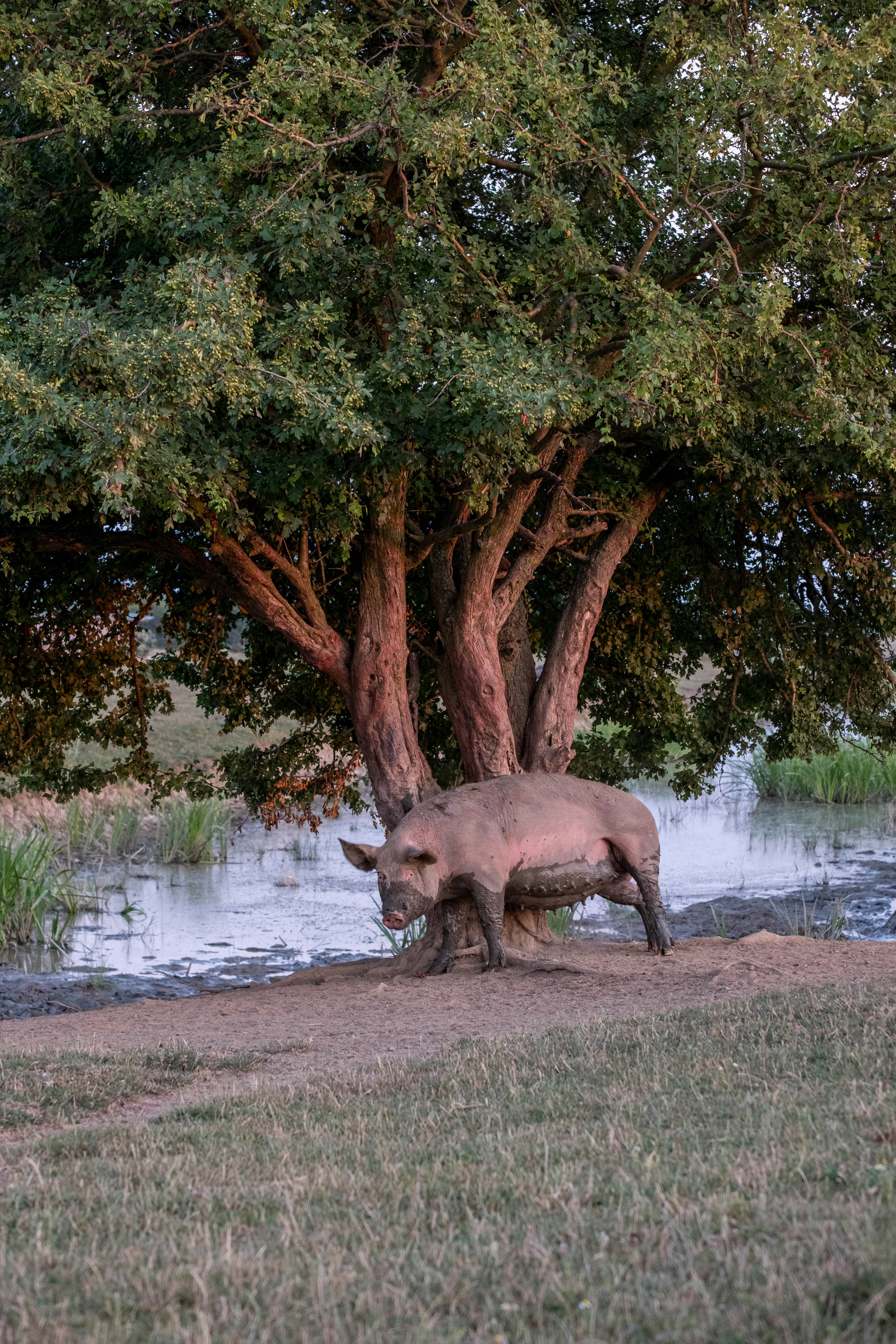 Mud-brown boar at the edge of a shaded watering pool beneath a sprawling tree
