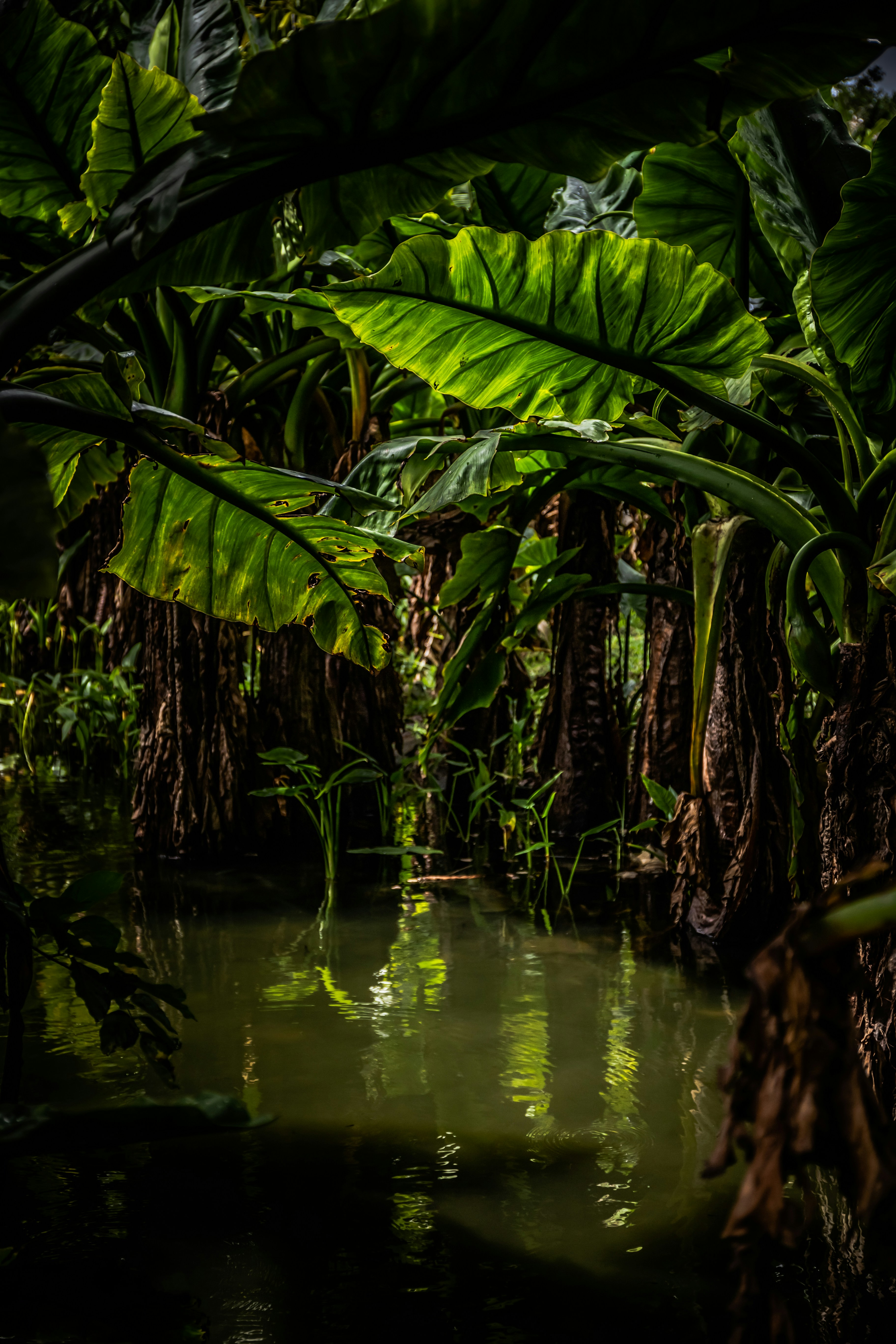 Emerald Canopy Over a Quiet Waterway of Rooted Giants