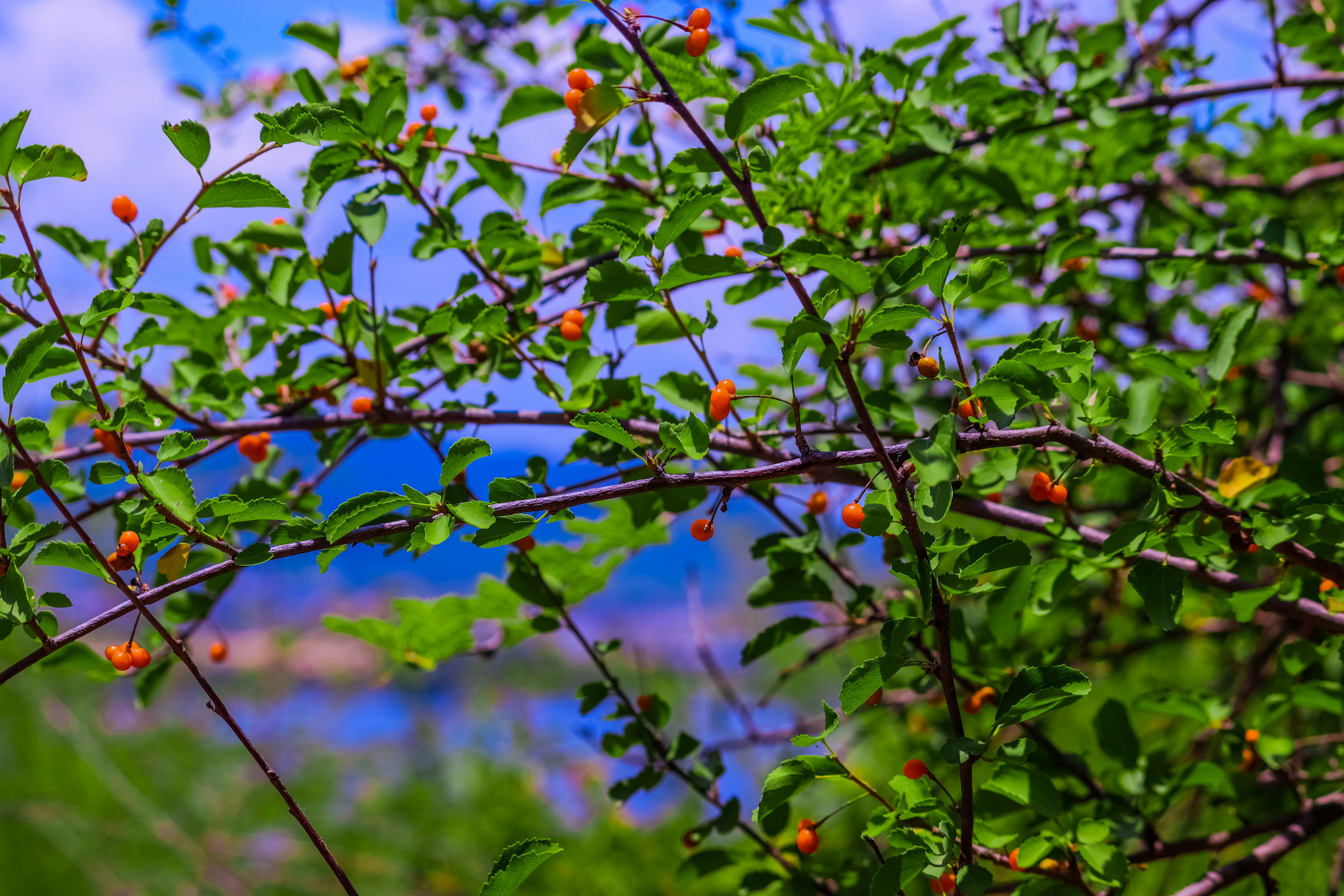 Red Berries in a Quiet Canopy