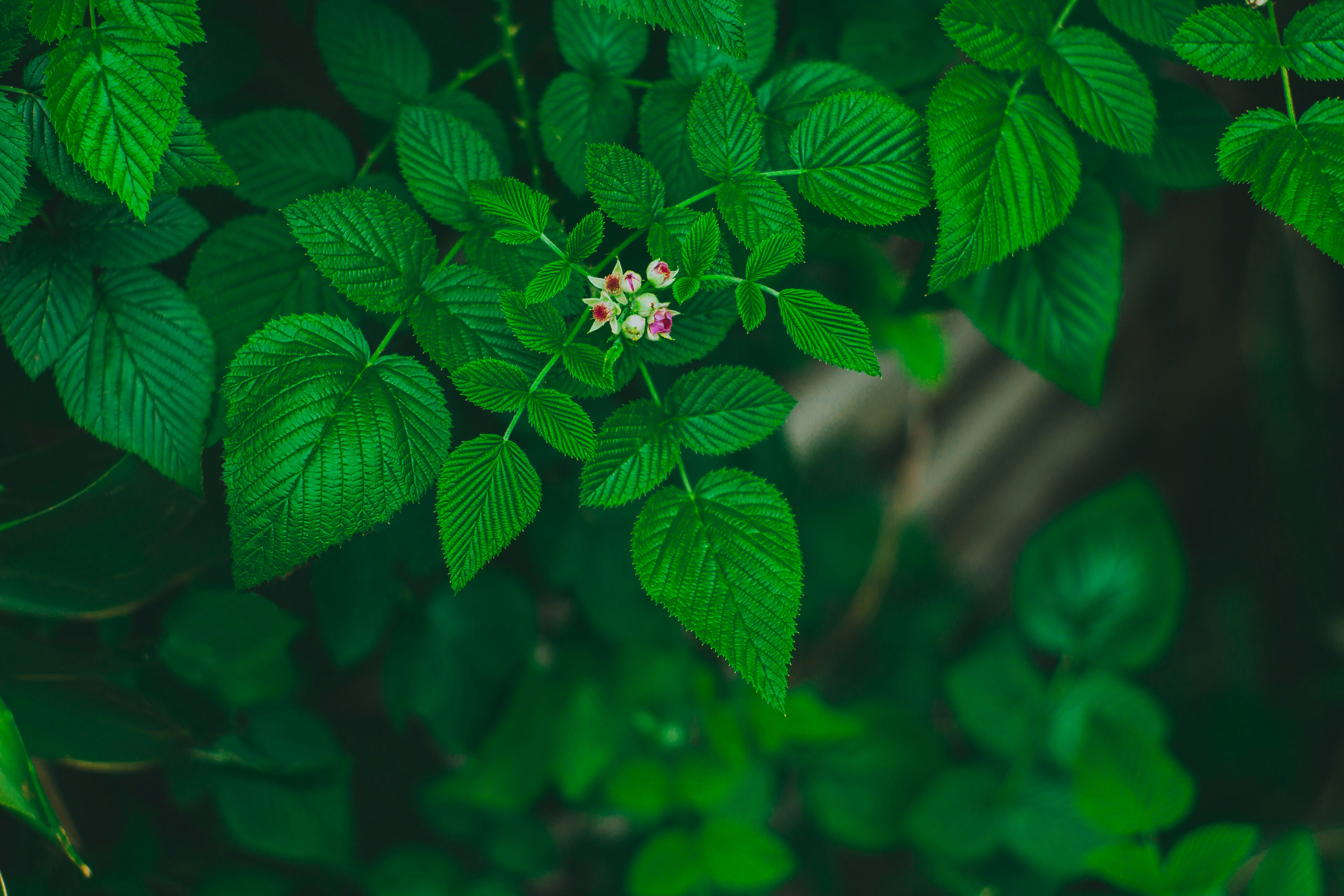 Vibrant green leaves interspersed with delicate pink flowers create a lush, natural backdrop. The composition highlights the intricate details of the foliage.
