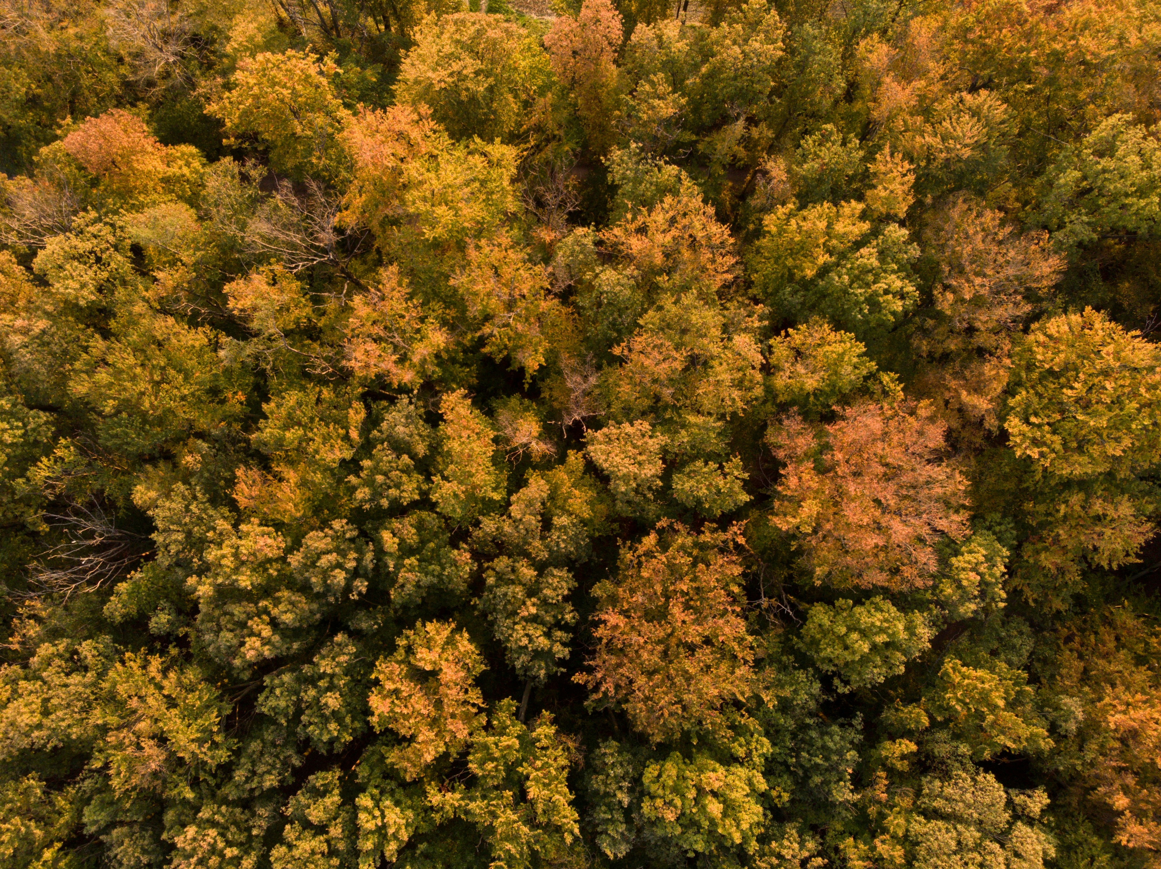 Une vue aérienne d’une forêt avec beaucoup d’arbres photo – Photo ...