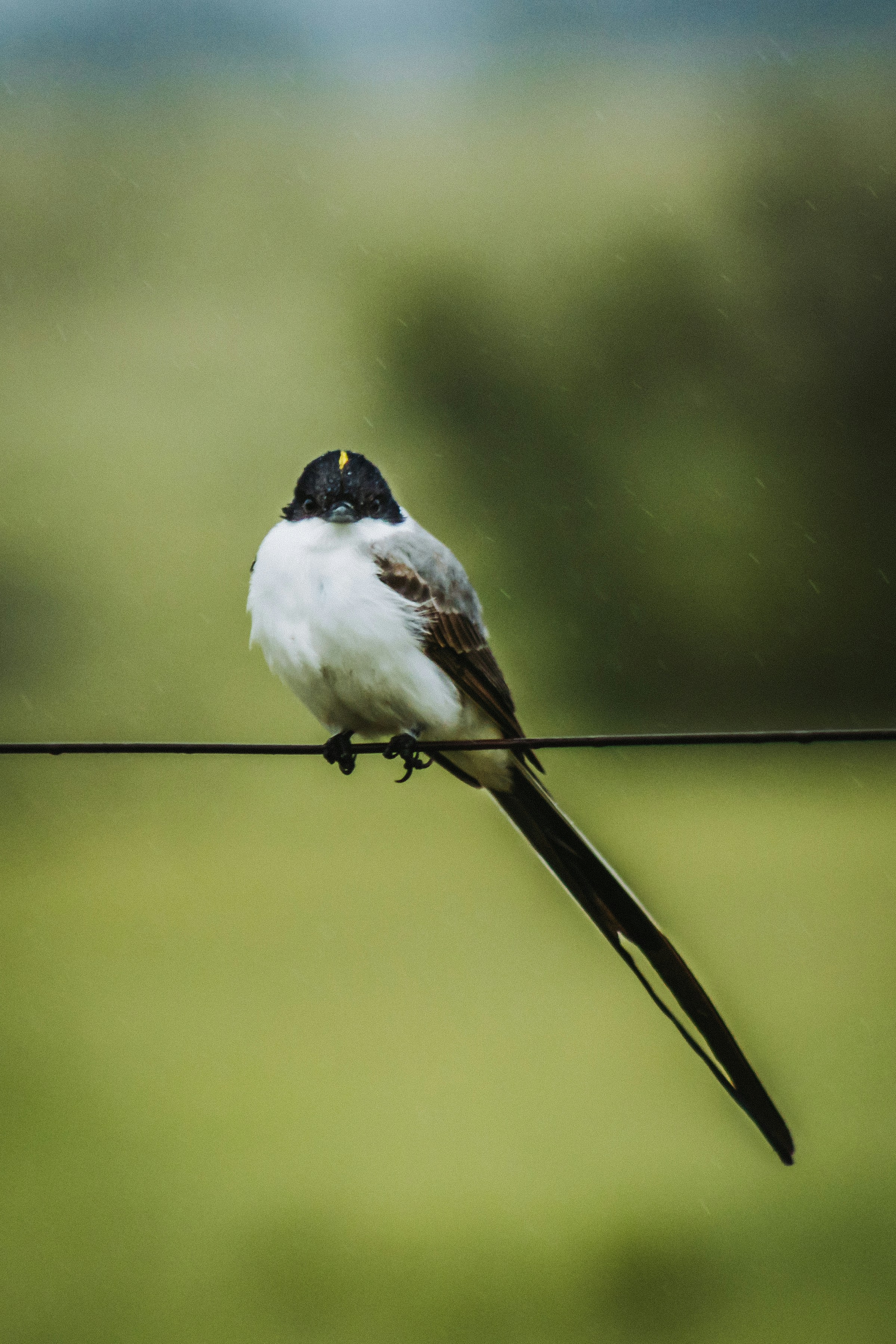 a bird sitting on a wire with a blurry background
