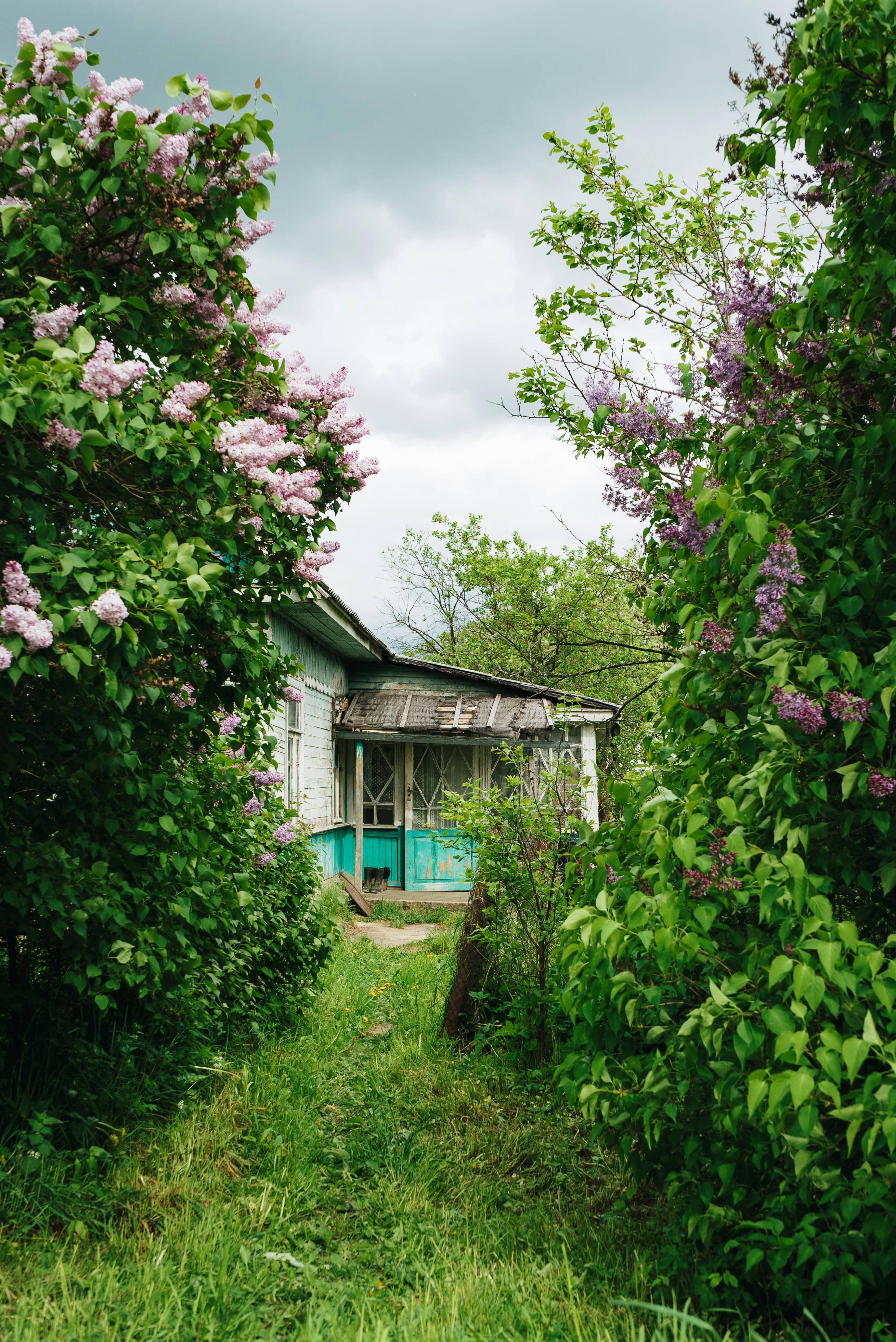 Path through lilac hedges leads to a weathered cottage with turquoise doors beneath a cloudy sky.