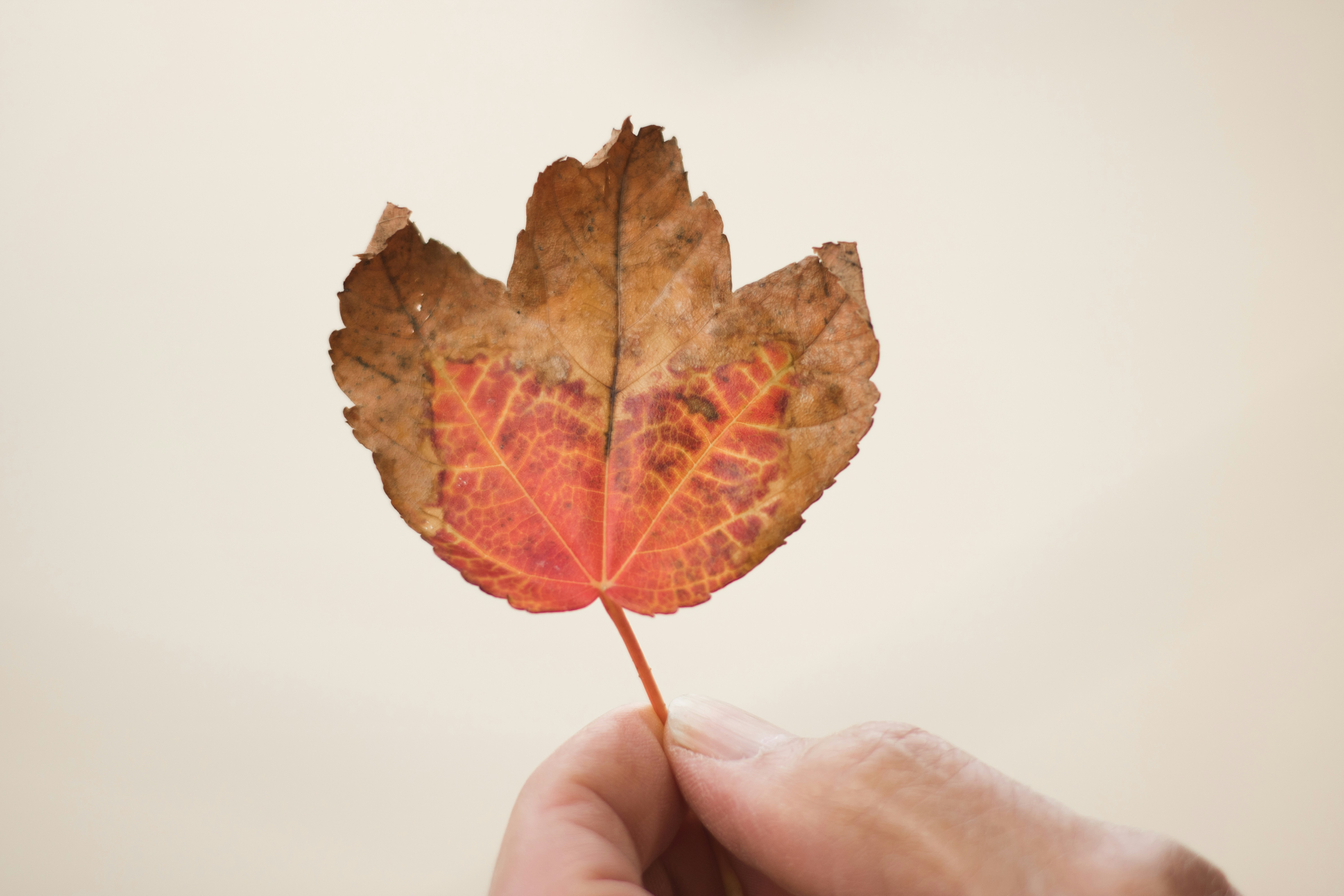 A hand holds a vibrant, partially decayed leaf showcasing a gradient of colors from brown to bright red against a soft, neutral background.