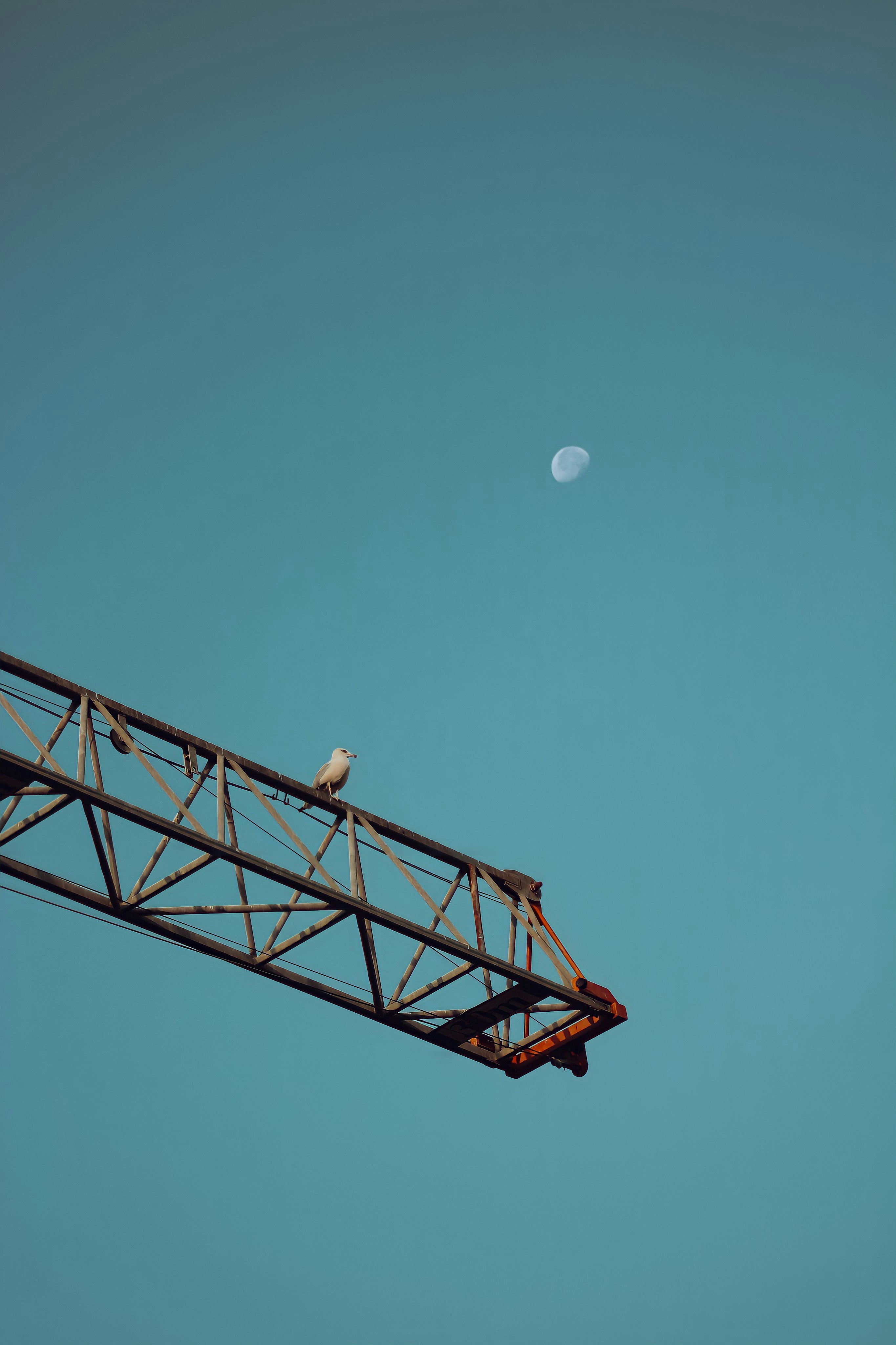 Teal Sky, Quiet Crane: A Seagull's Steel Stand Against the Moon