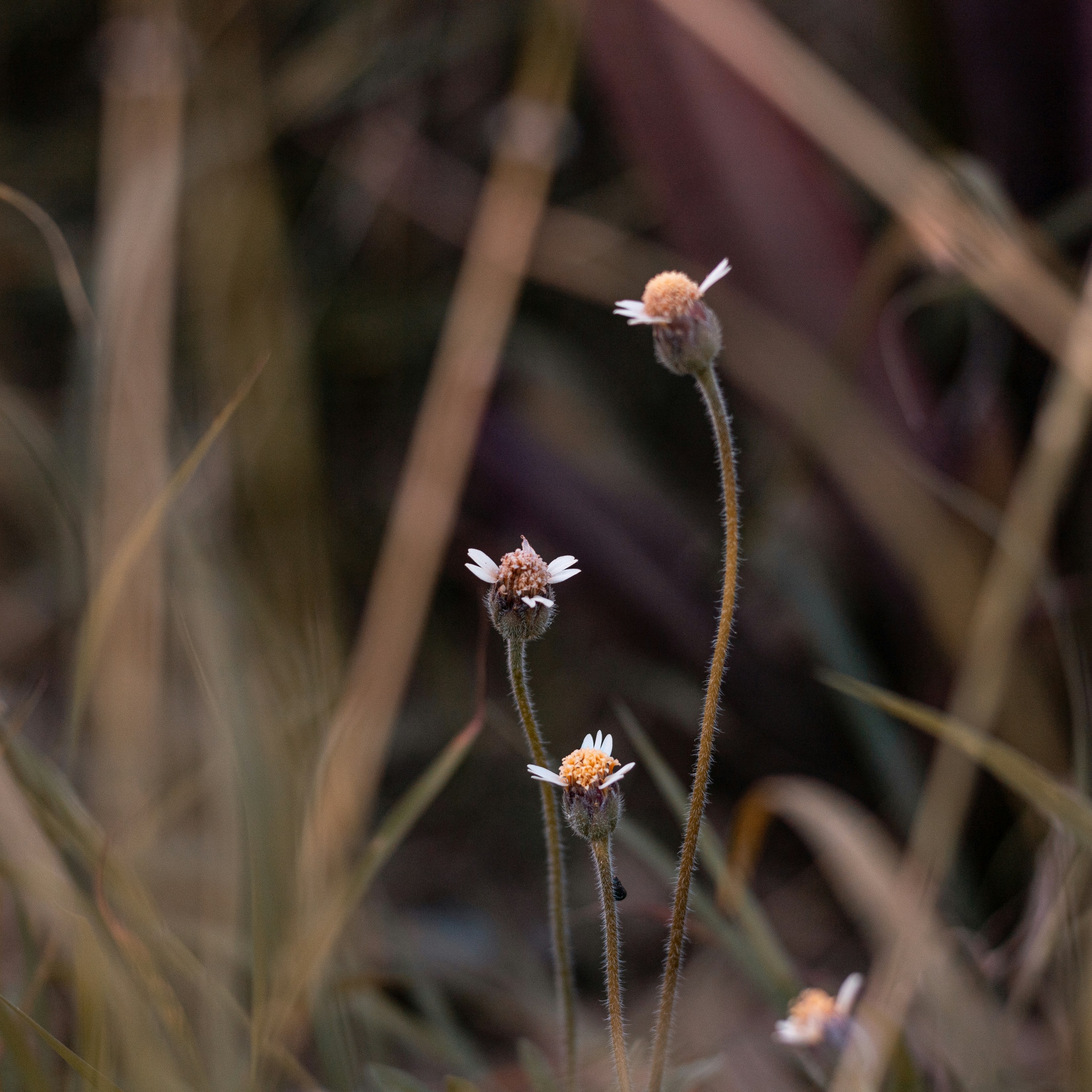 Three slender meadow daisies rise through a tangle of dried grass
