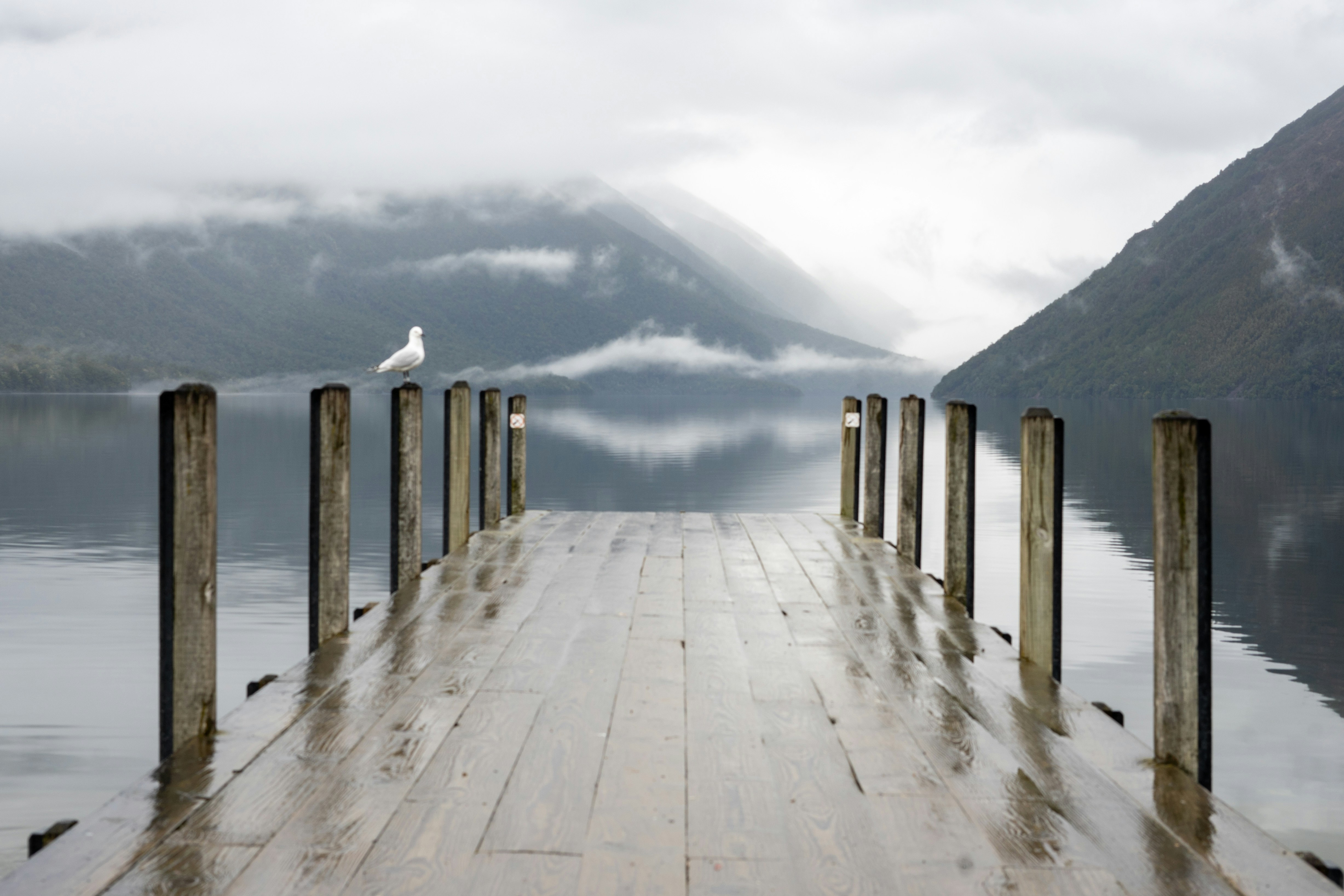 A solitary seagull perched on a wooden pier extending into a tranquil lake, surrounded by misty mountains. The scene evokes a sense of calm and reflection.