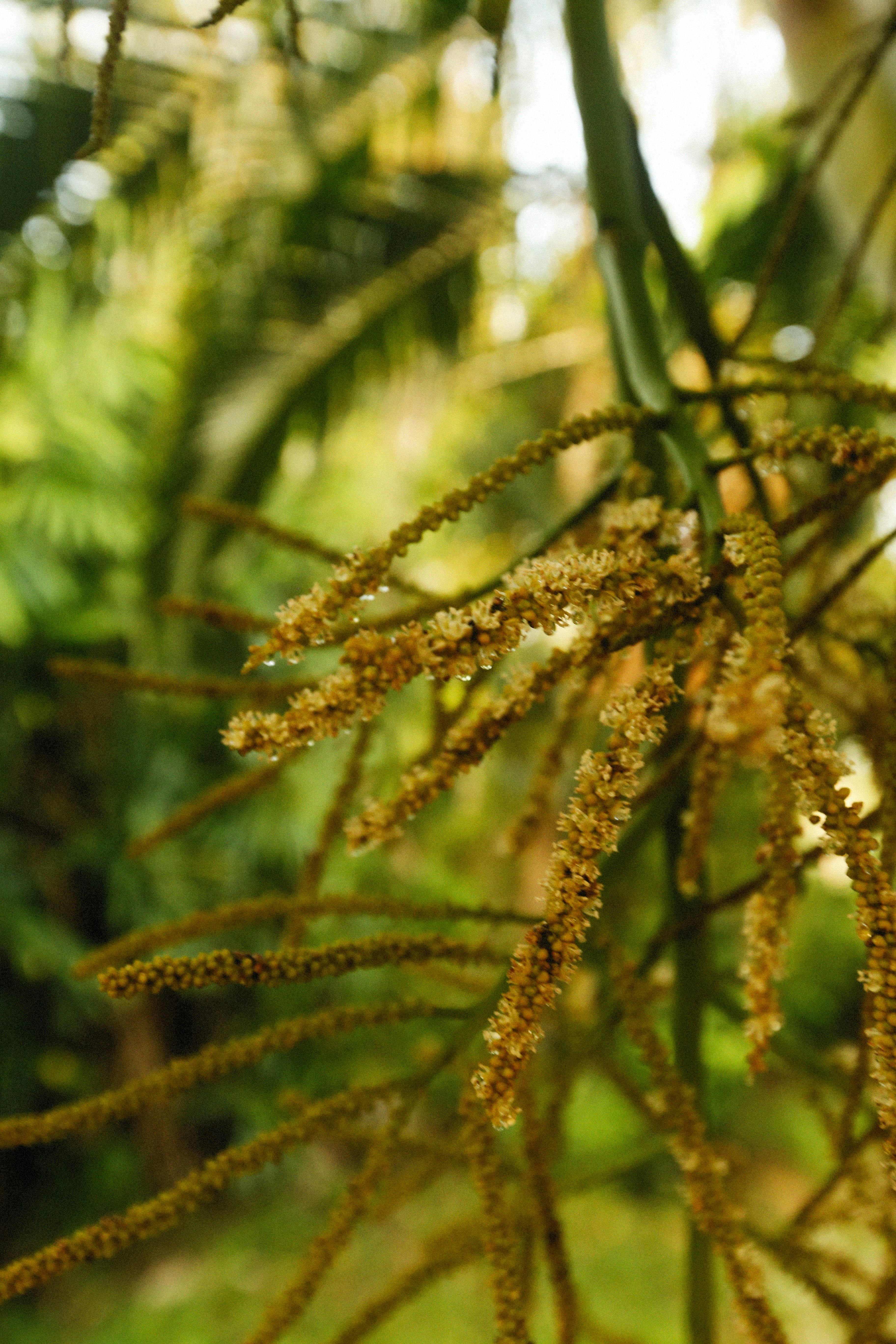 Amber Catkins in Velvet Green: Close-Up of Spring's Weave