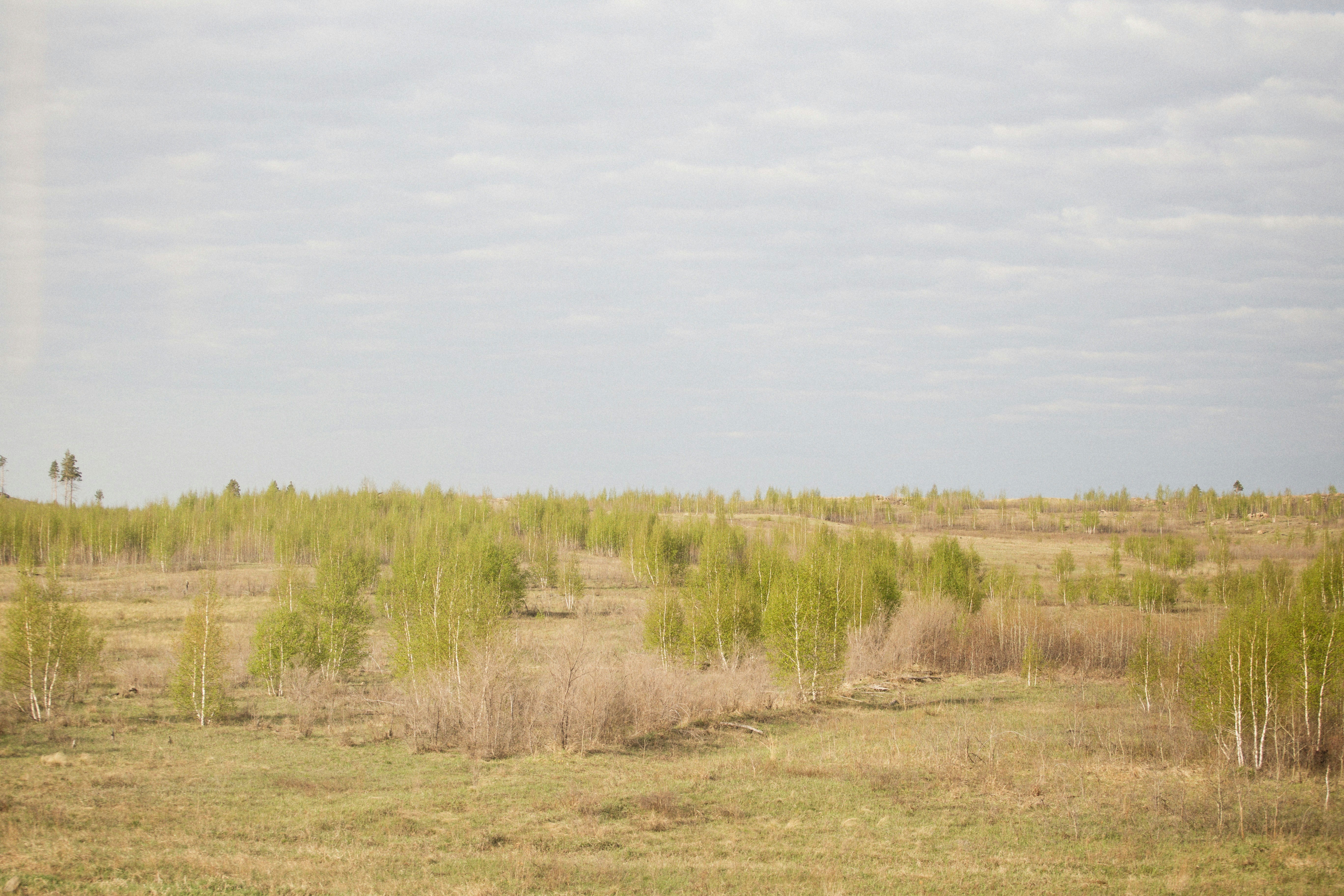 A field with a few trees in the distance photo – Free Yellow Image on ...