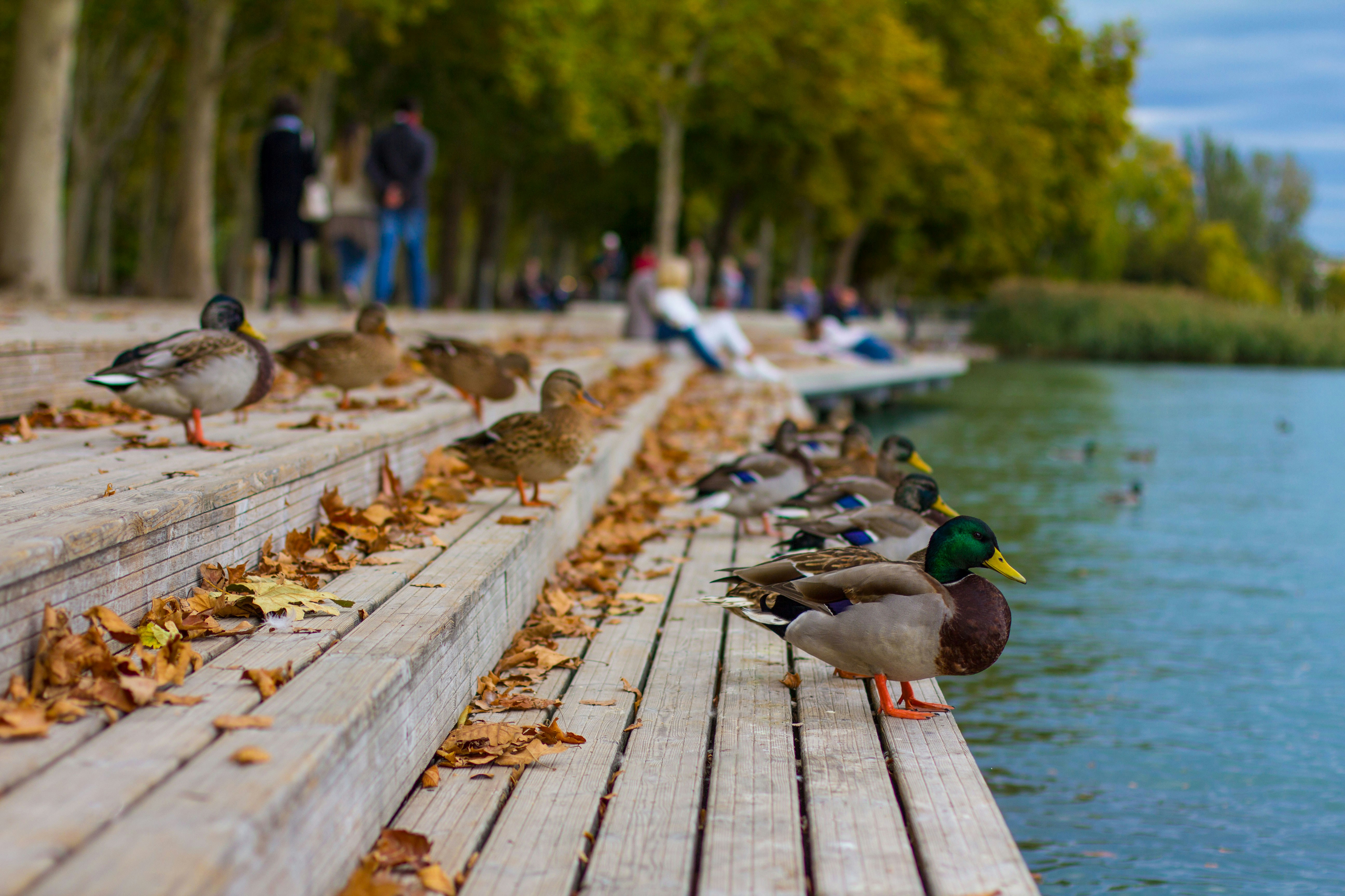 A group of ducks standing on a wooden dock photo – Free Animals Image ...
