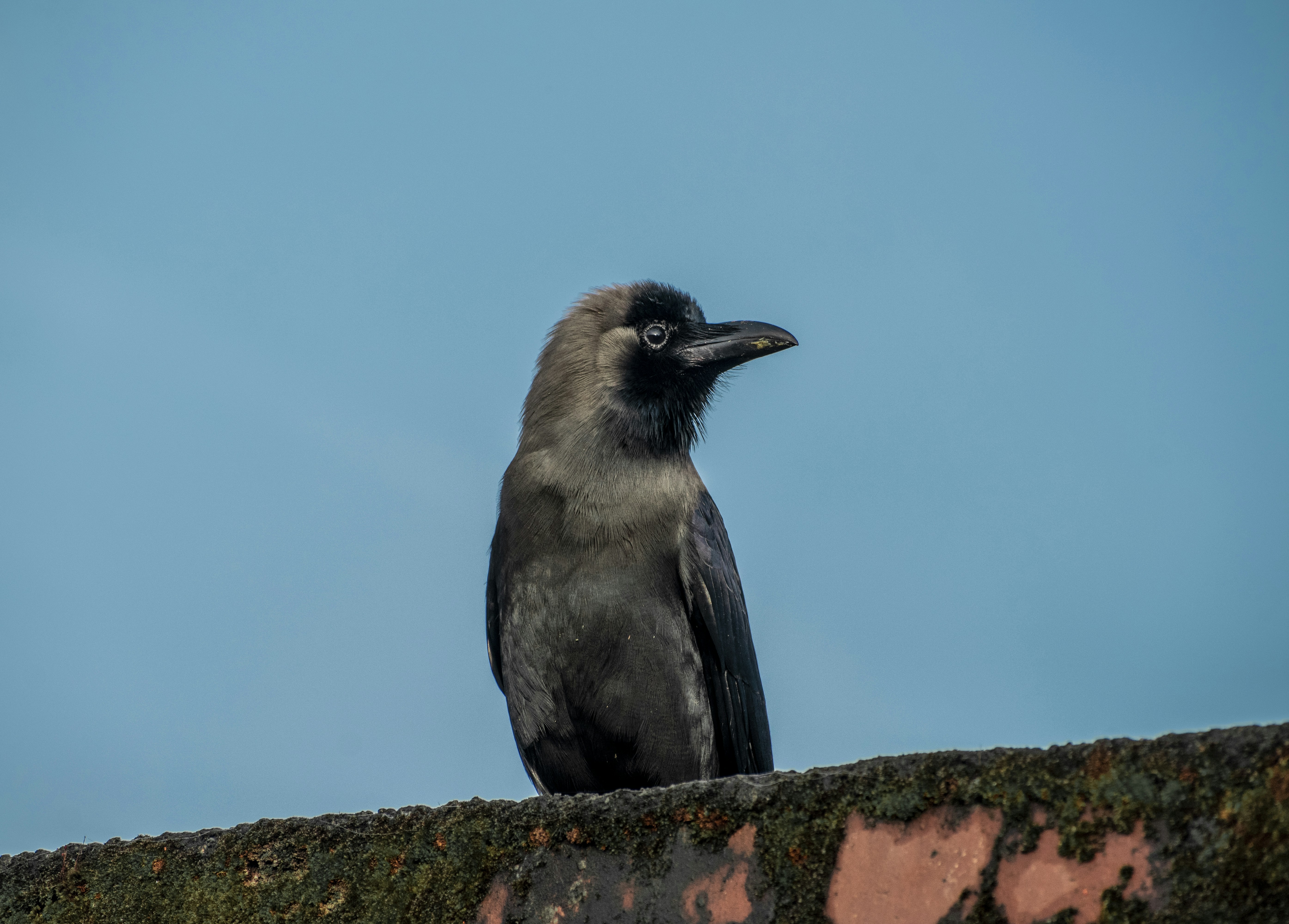 Grey Crow on a Mossy Brick Under a Pristine Blue Sky