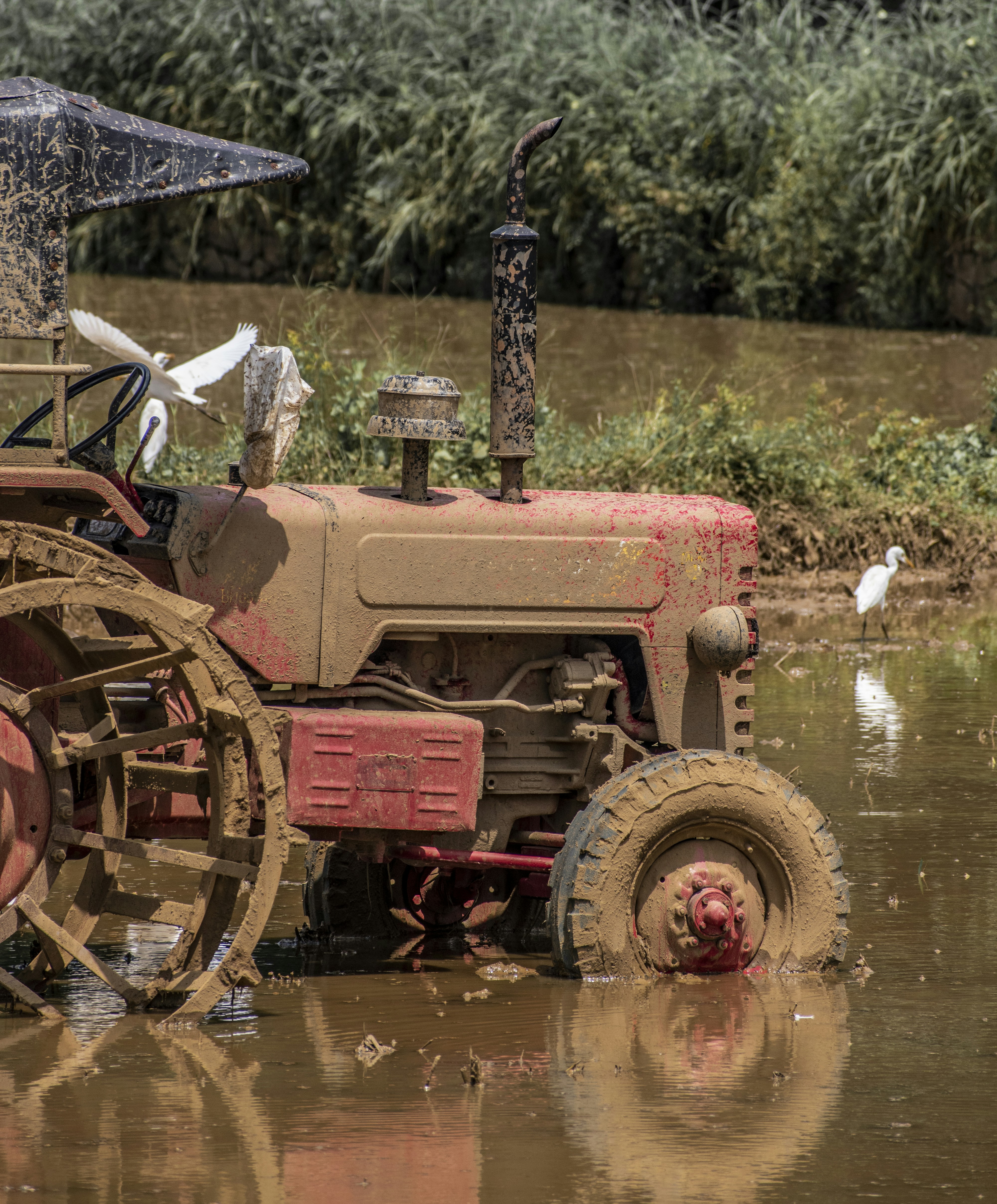 Mud-Splashed Tractor by a Reed-Fringed Pond