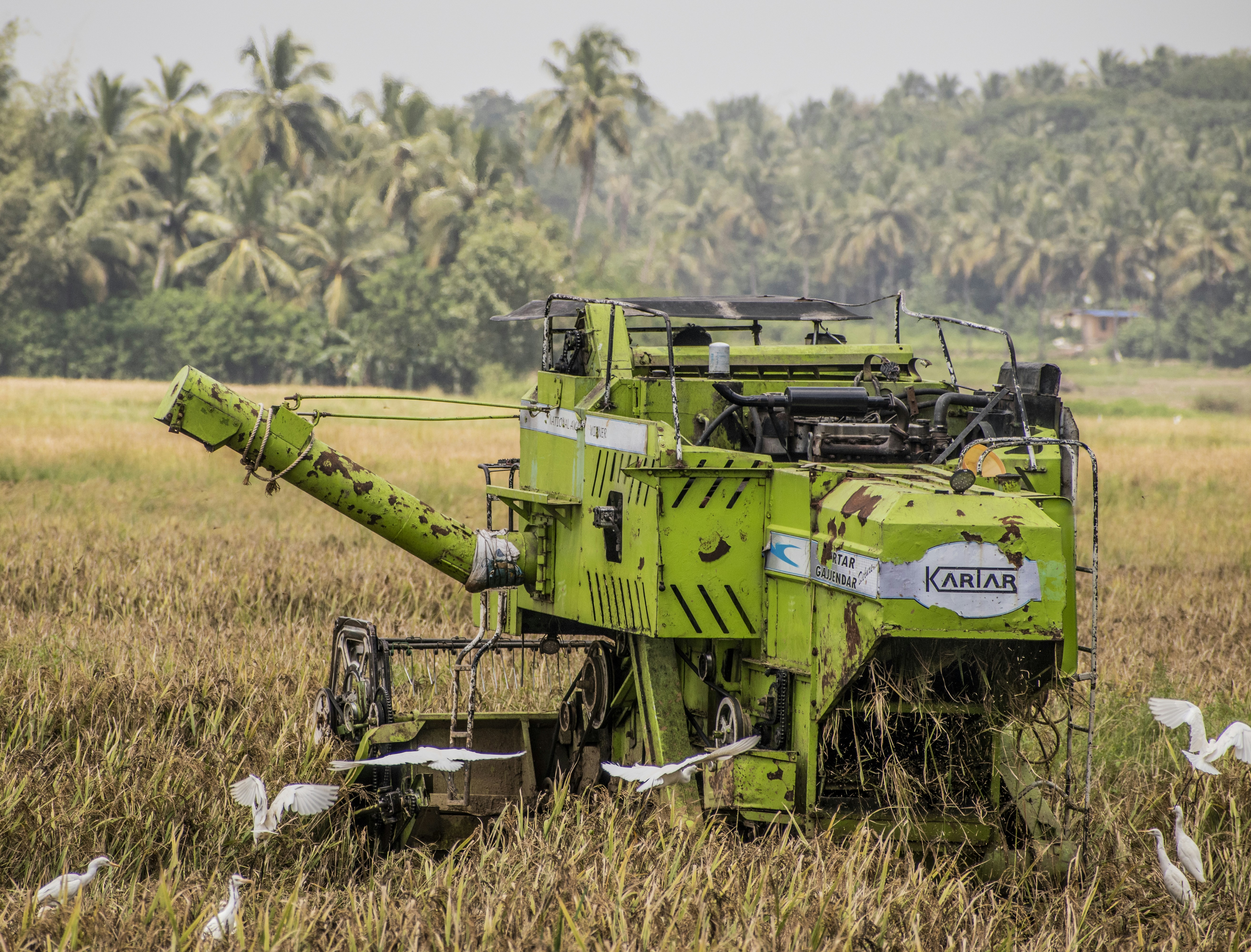 Green Harvester in a Golden Rice Field