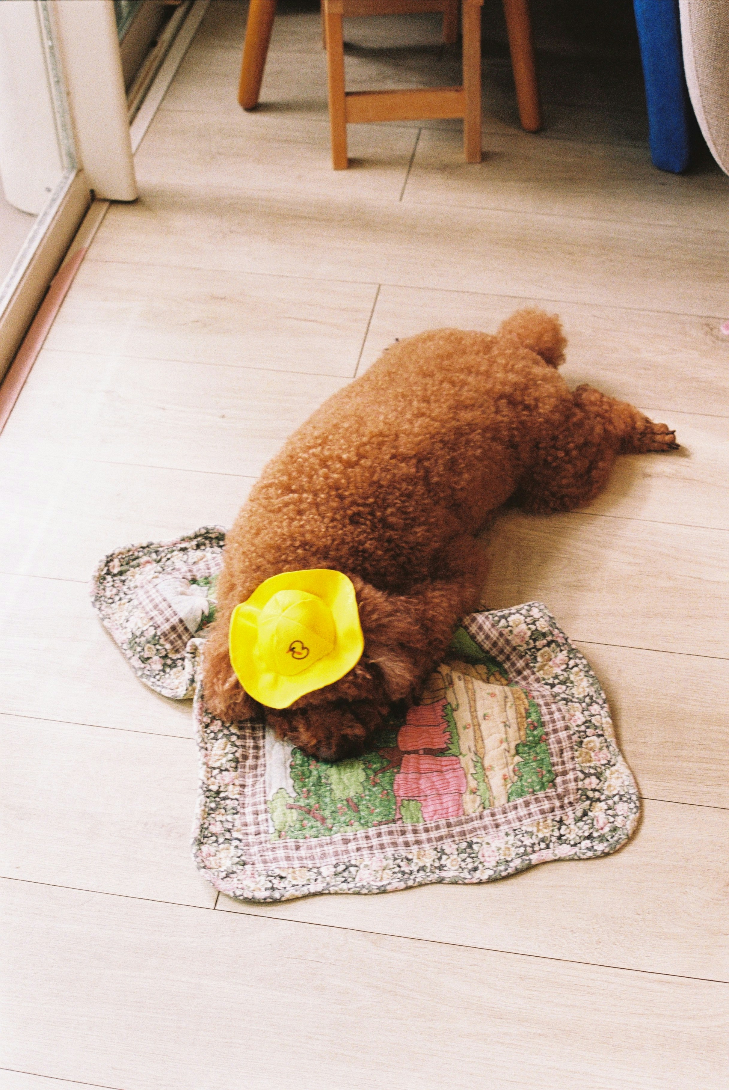 a brown dog laying on top of a rug