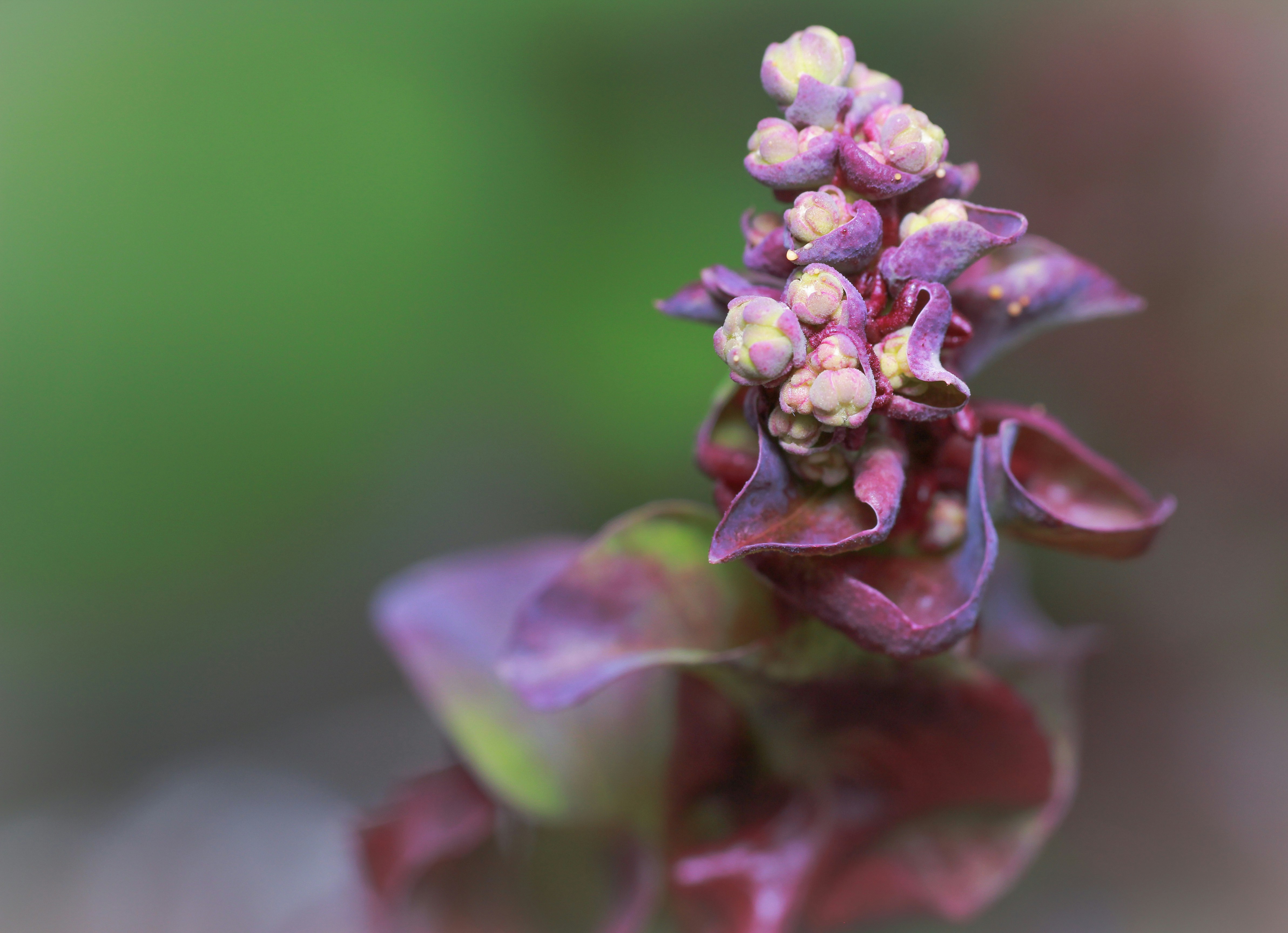 Velvet Plum Buds: A Macro Portrait of a Tiny Bloom Amid Purple Leaves