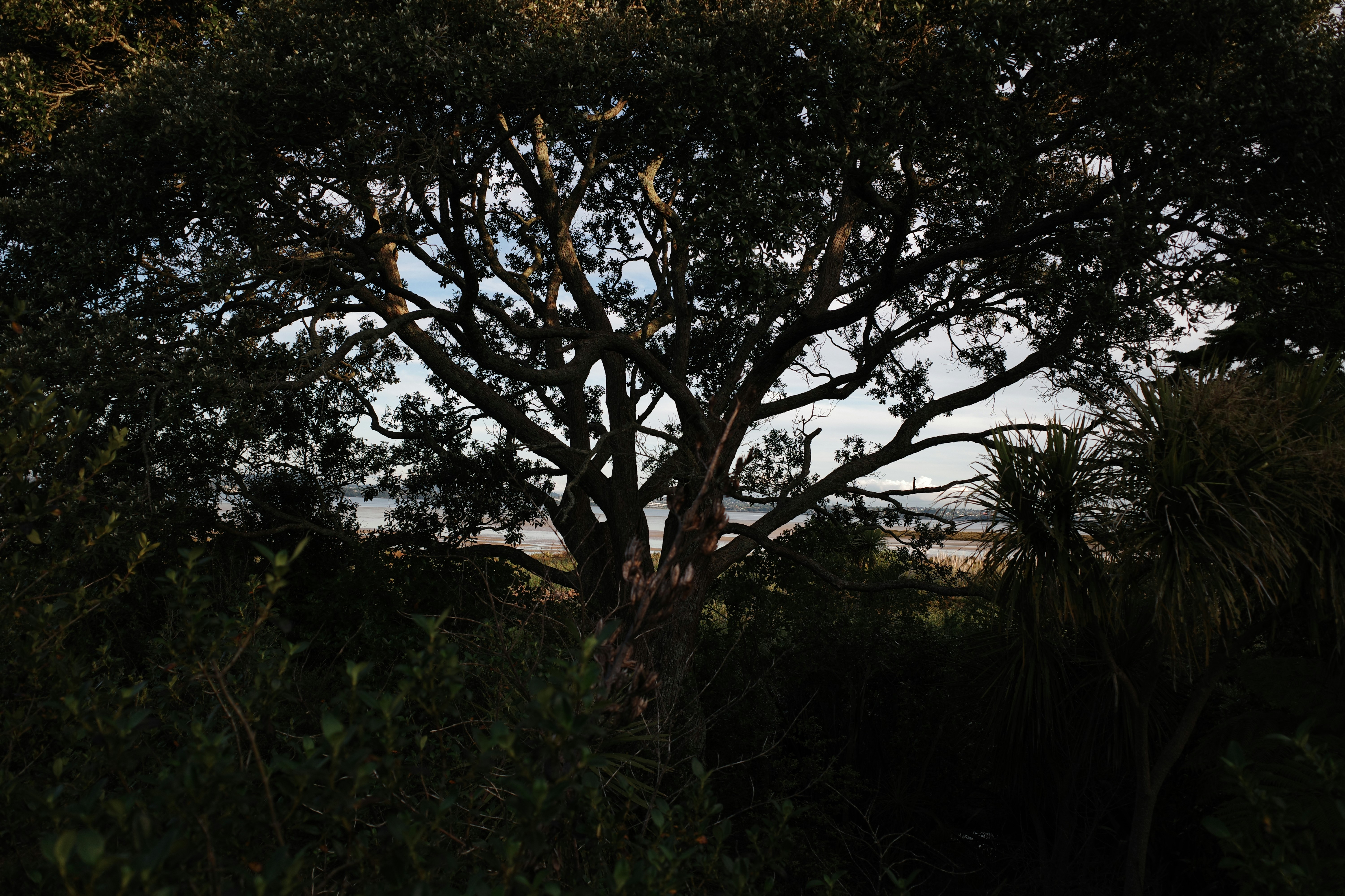 a large tree in the middle of a field