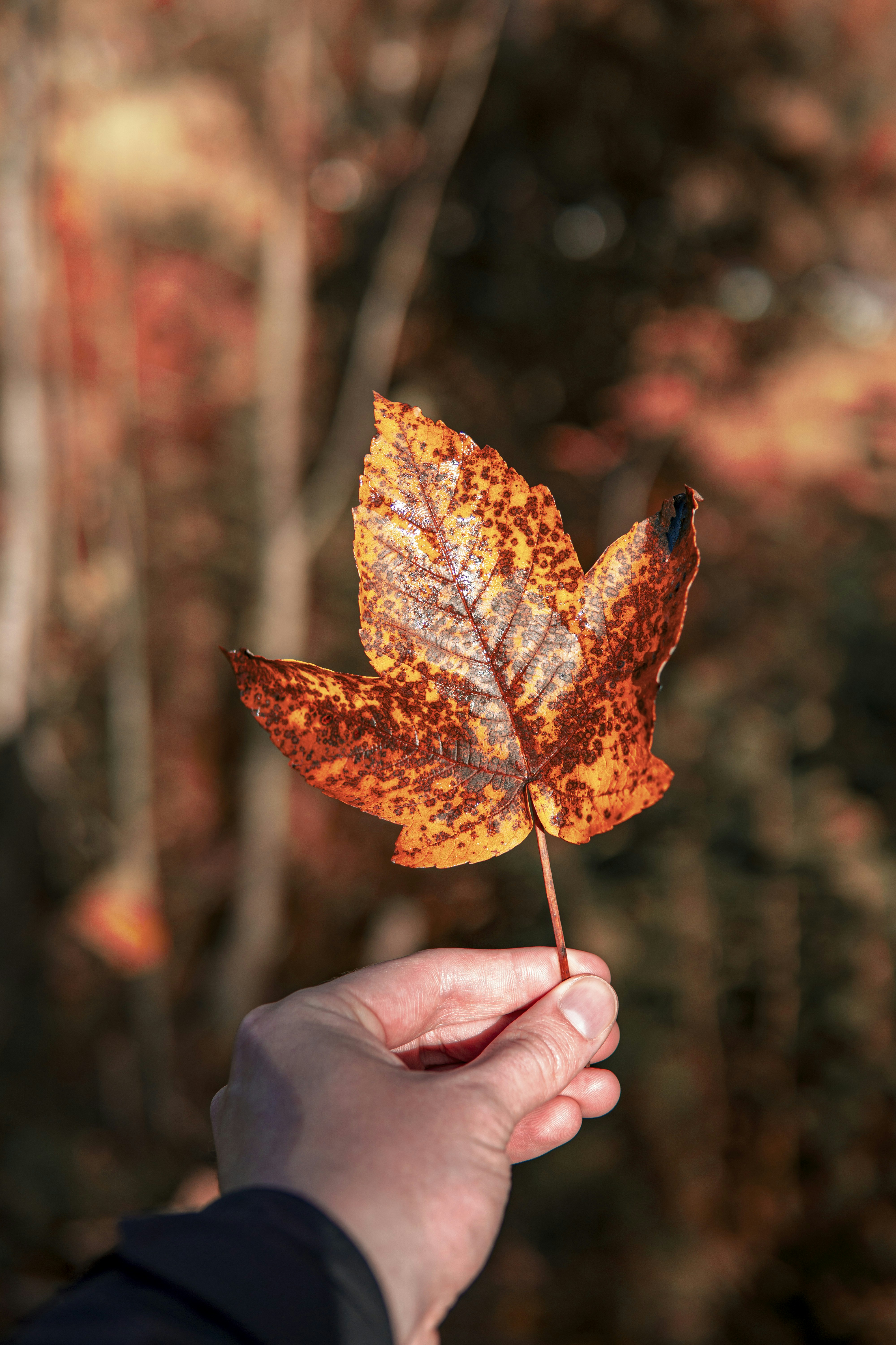 A hand holds a vibrant, rust-colored maple leaf against a blurred backdrop of autumn foliage. The intricate details and textures of the leaf are prominently displayed.
