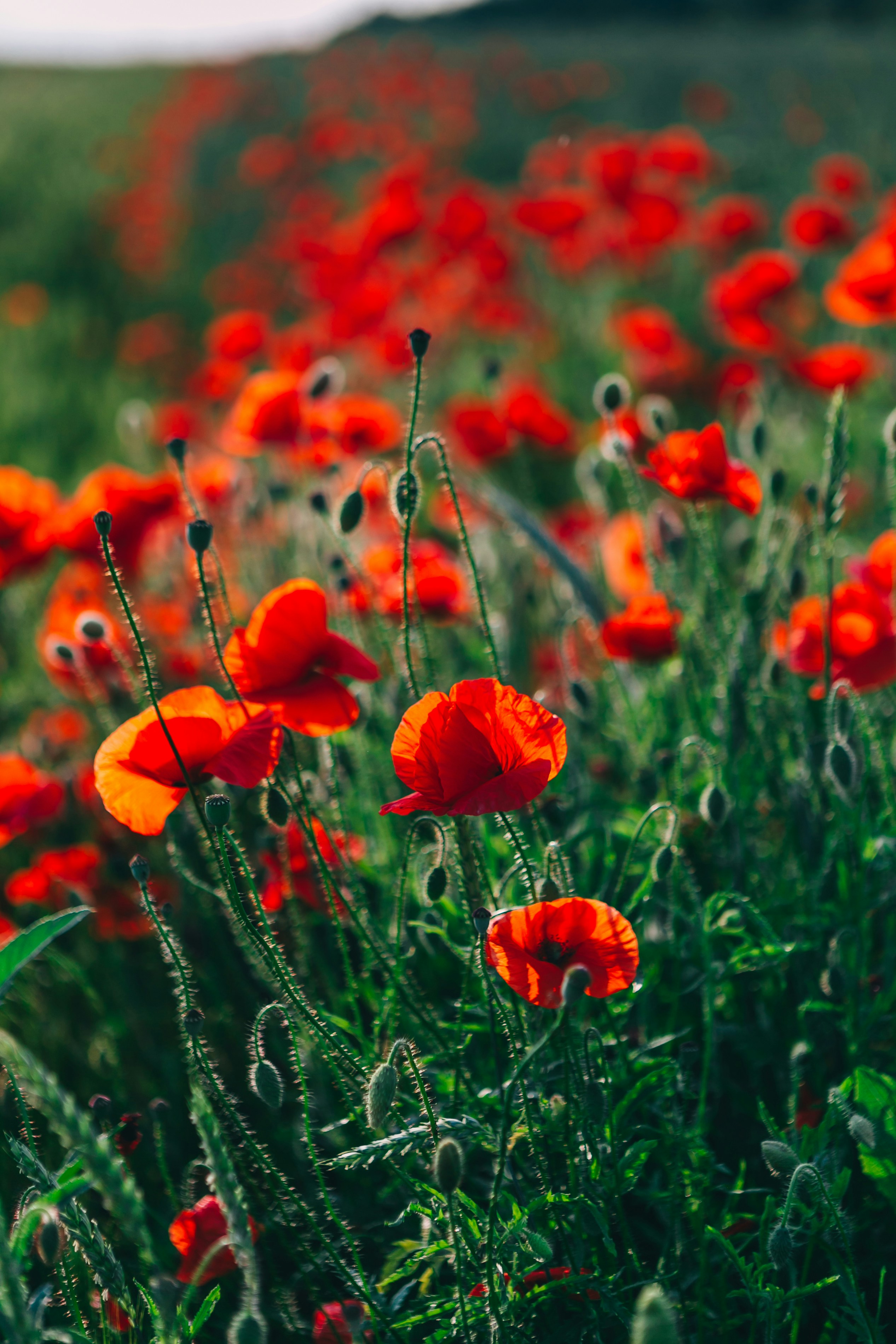 Un champ plein de fleurs rouges par une journée ensoleillée photo ...