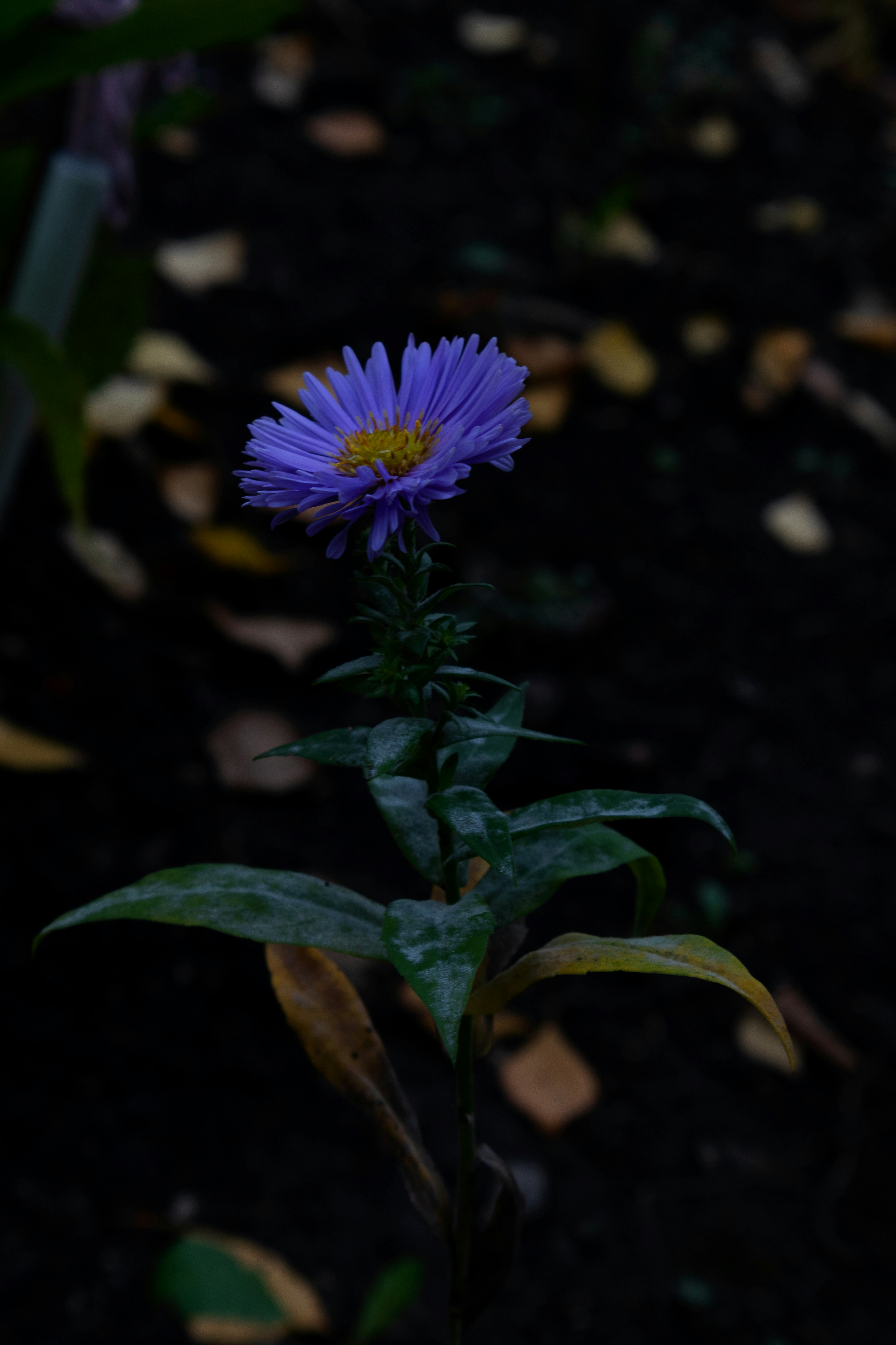 Dark Purple Flowers Tumblr