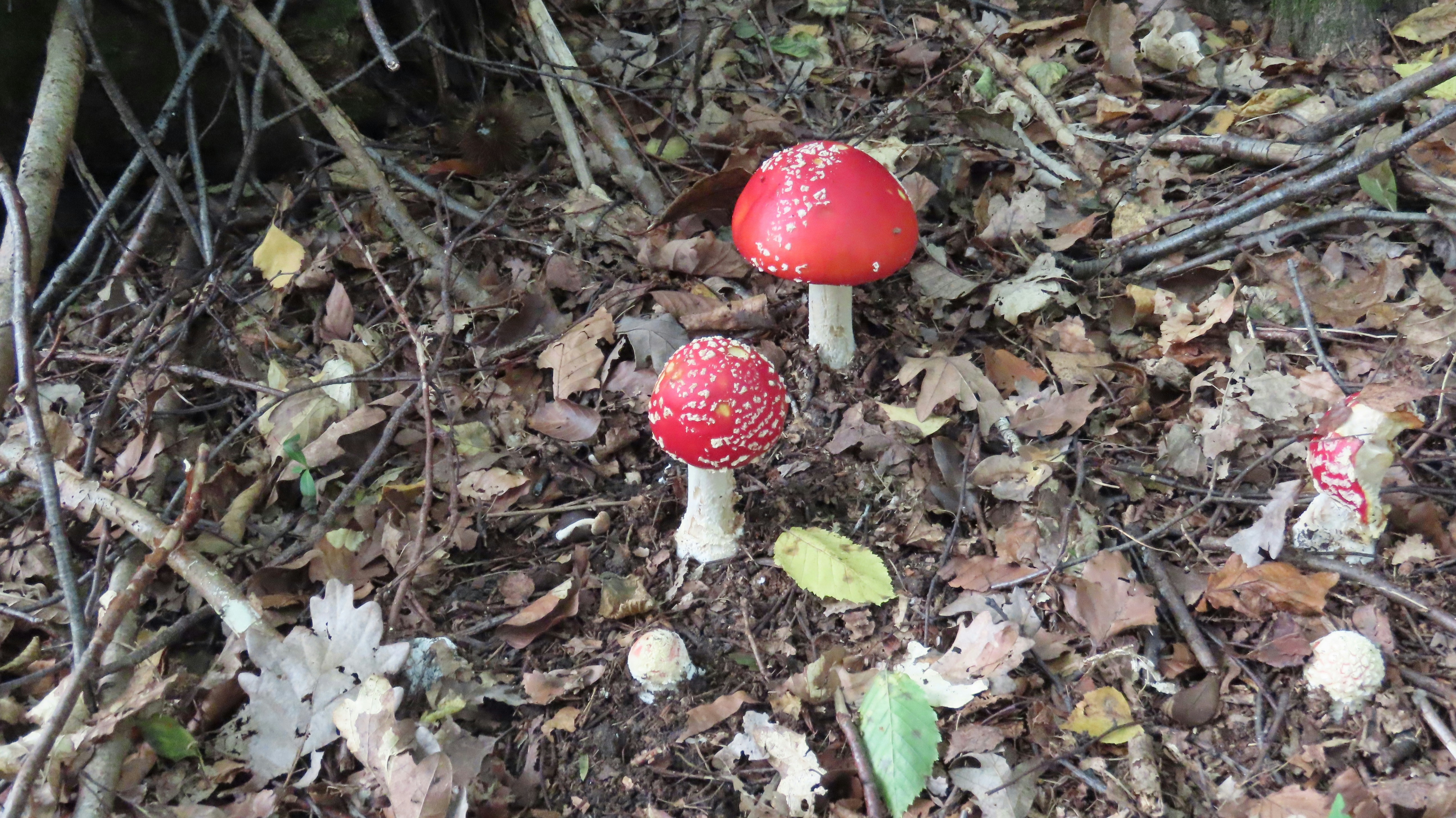 Scarlet Amanita Trio in Leaf-Litter Spotlight