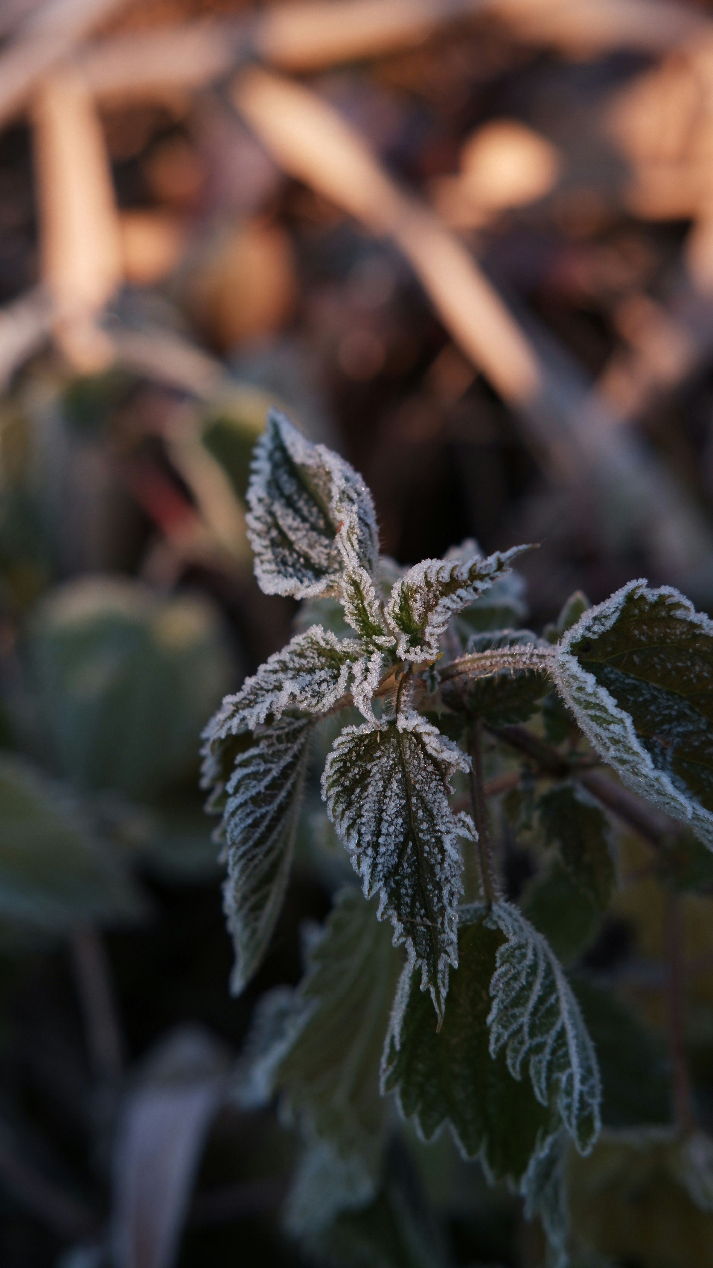 A close up of a plant with frost on it photo – Free Nature Image on ...